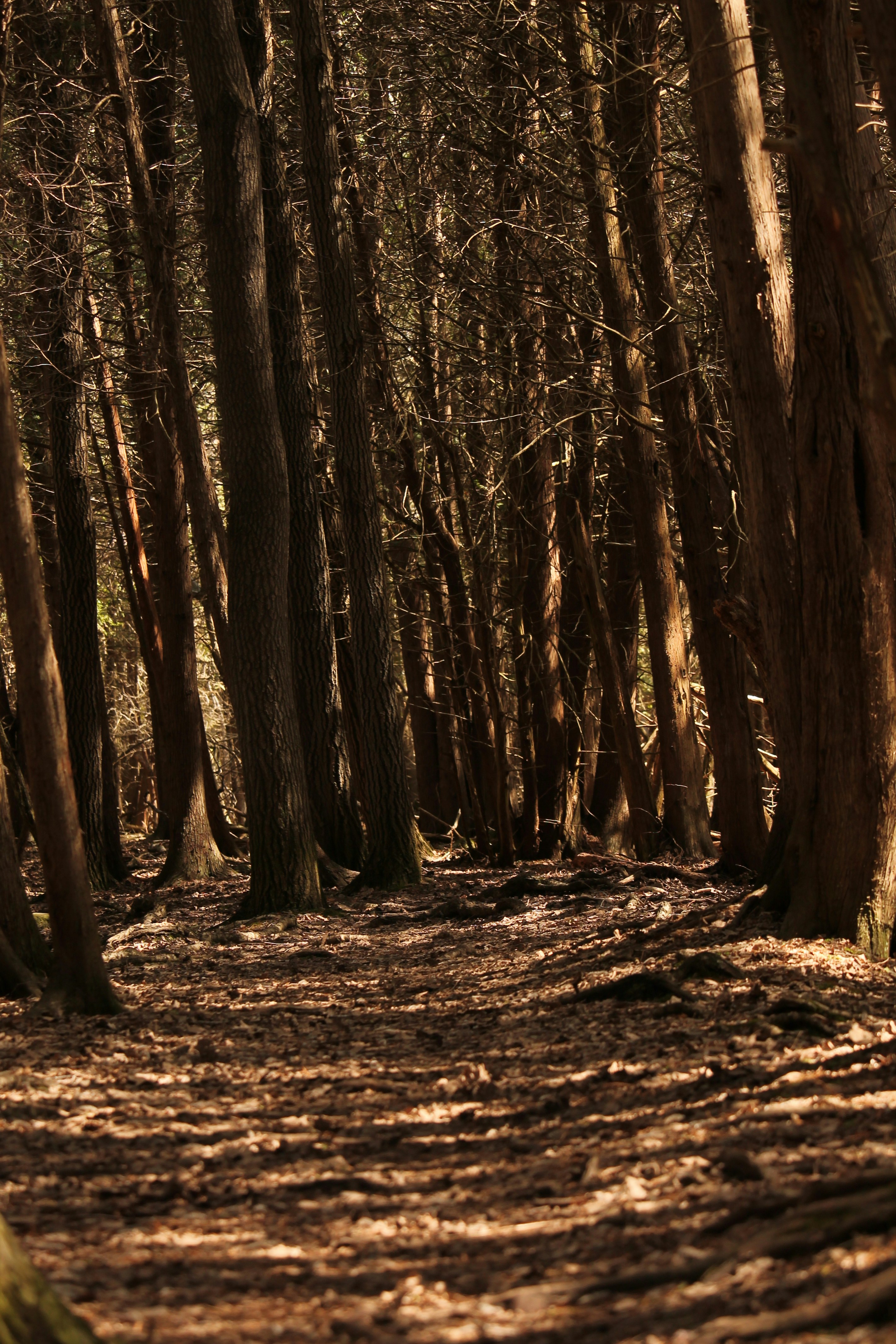 A sun-dappled path winds through the dark forest. photo – Free Forest ...