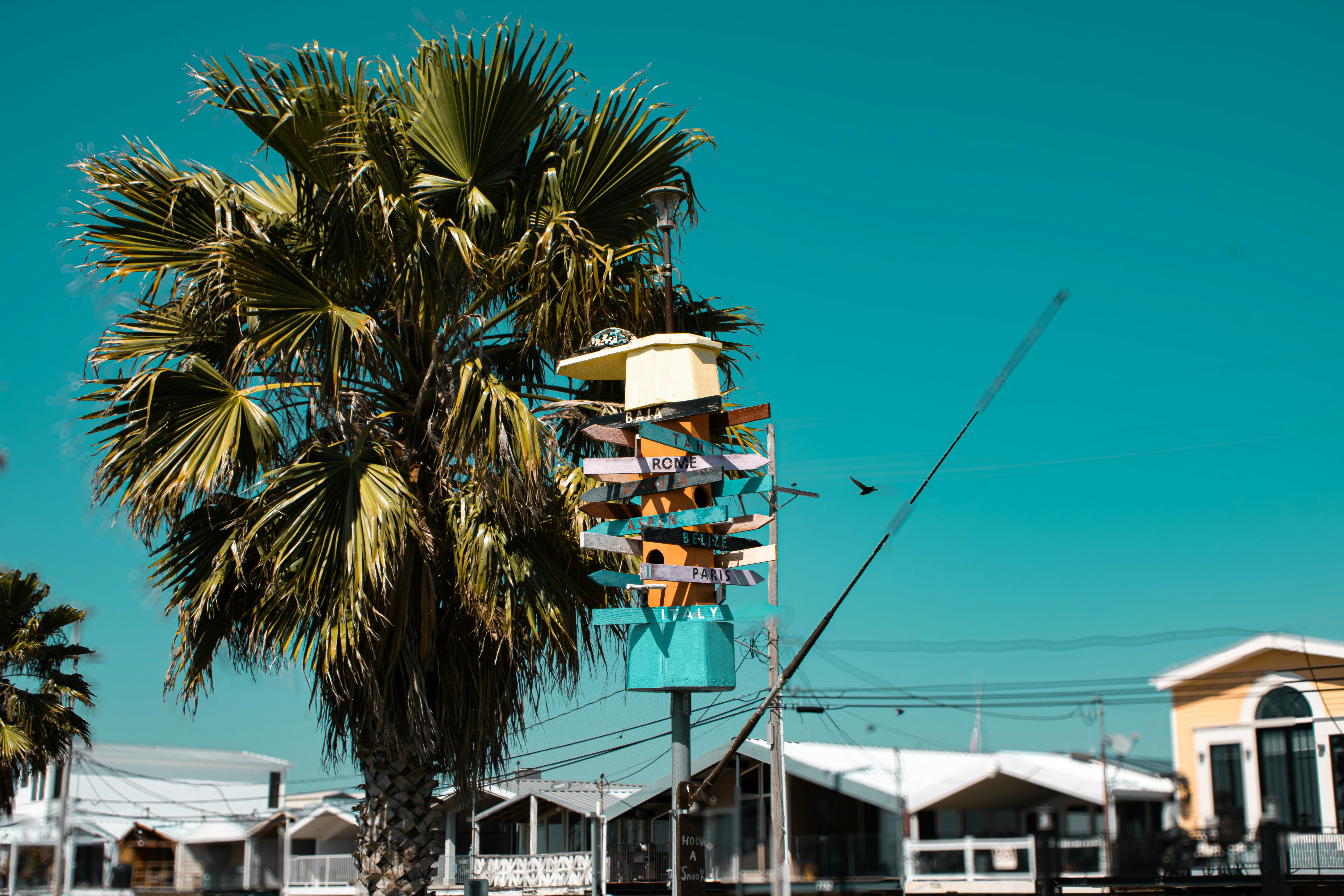 Tropical Whimsy: A Colorful Beacon Amidst Palms