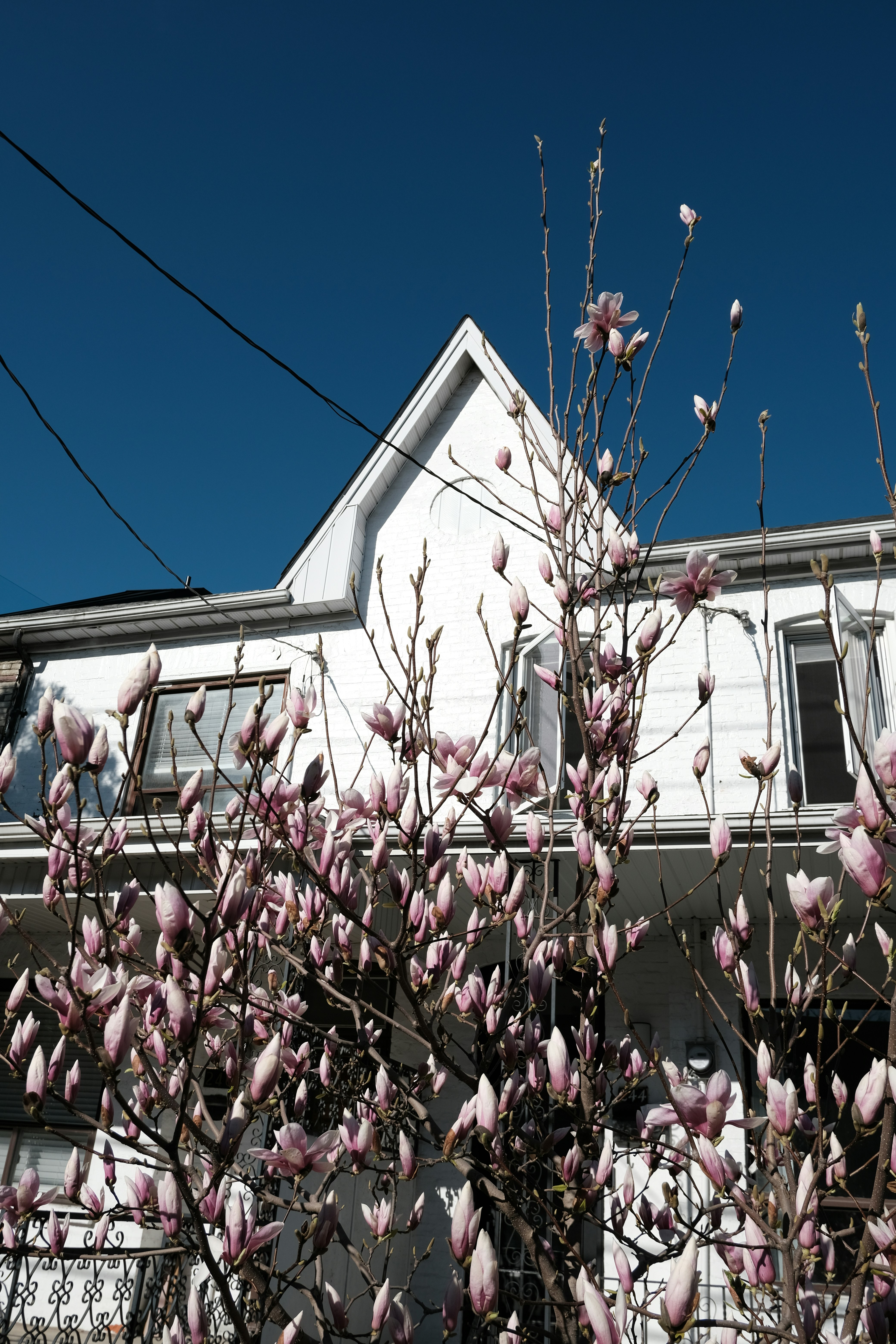 Magnolia Veil on a Quiet Gable: Blossoms Before Brick and Sky