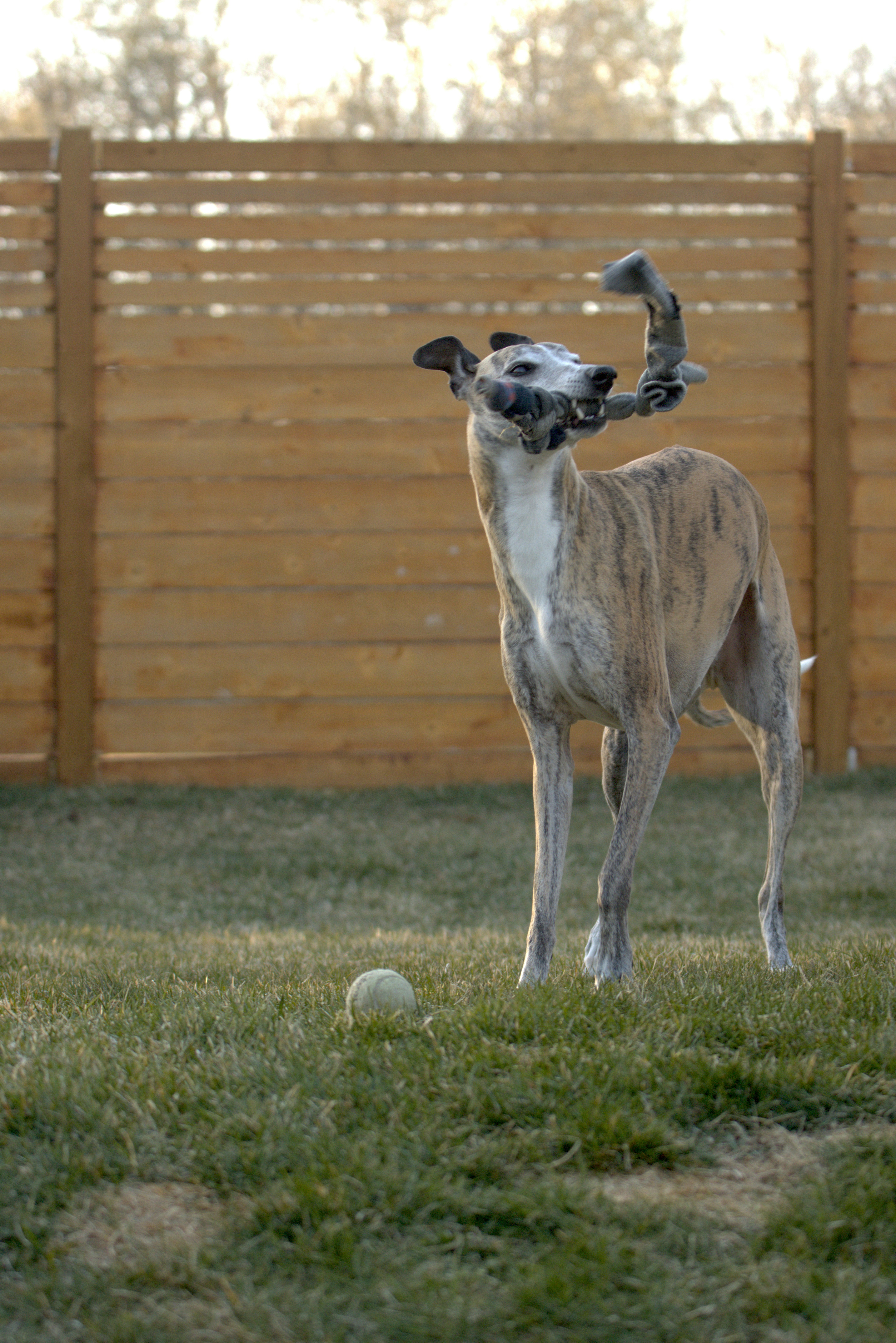 Playful Pursuit: A Greyhound's Joyful Moment