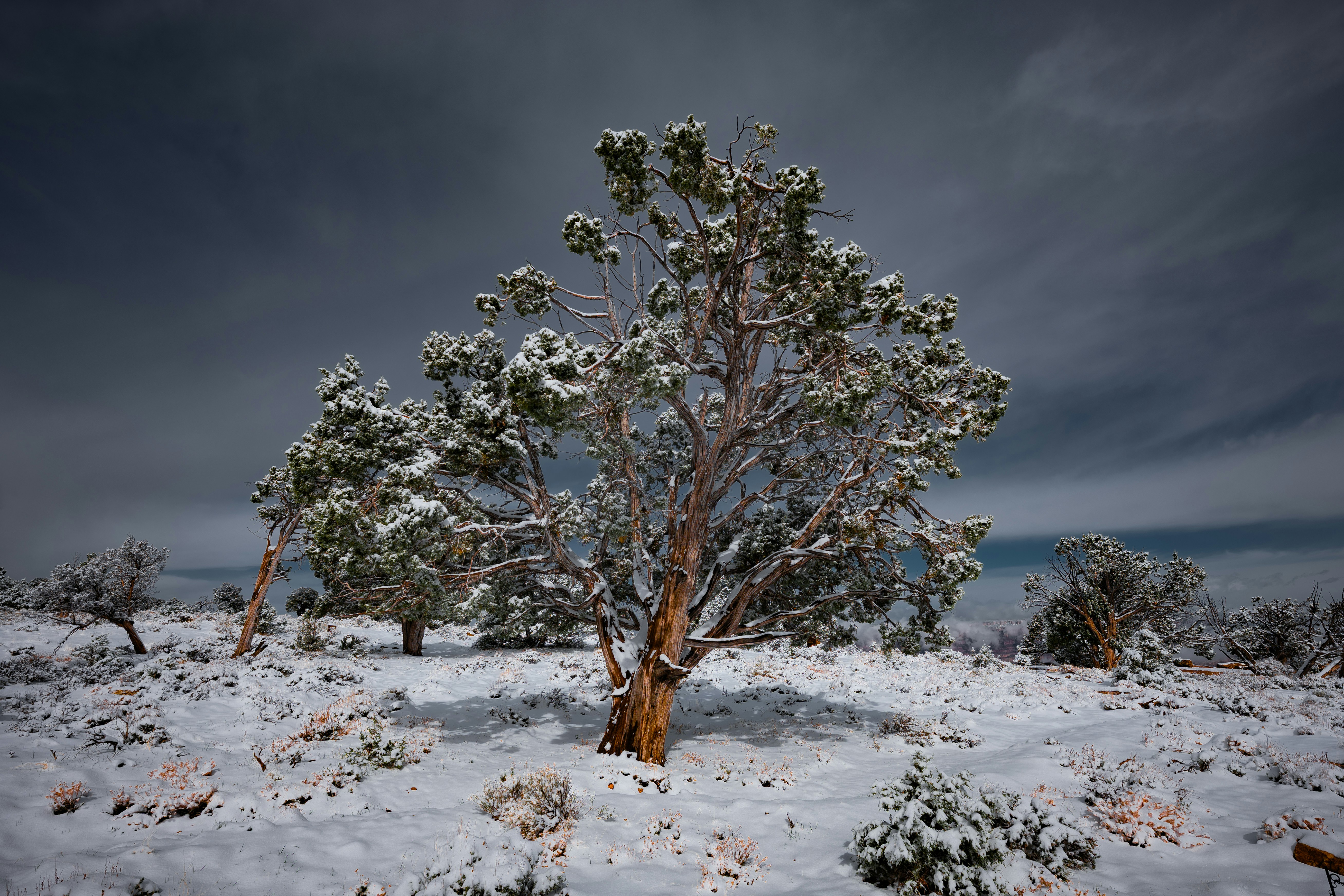 Snow-Kissed Pine Stand Under A Majestic, Wind-Swept Sky