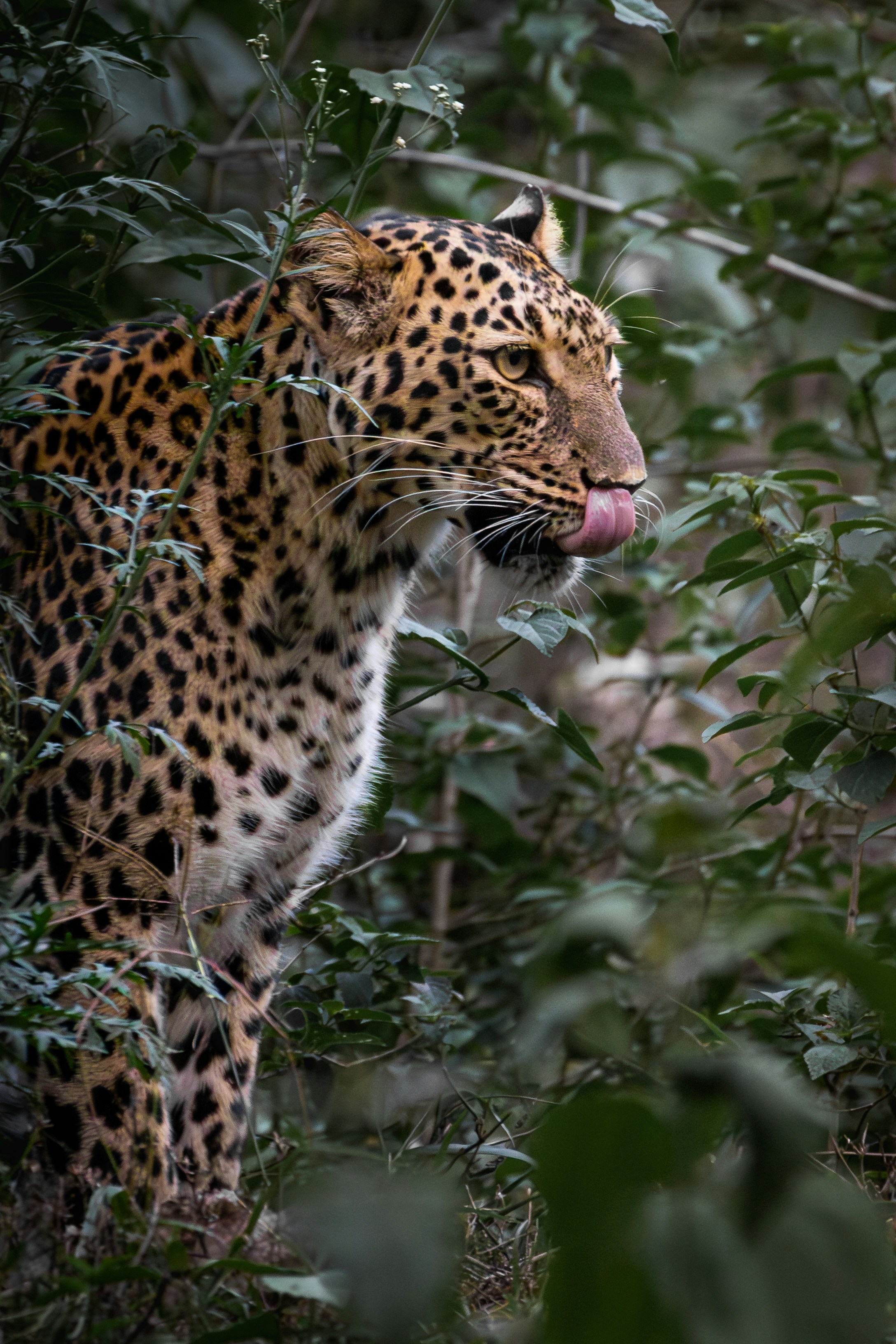 Leopard pauses amidst lush foliage, its tongue flicking as it surveys the surroundings. The intricate patterns of its coat blend beautifully with the greenery.