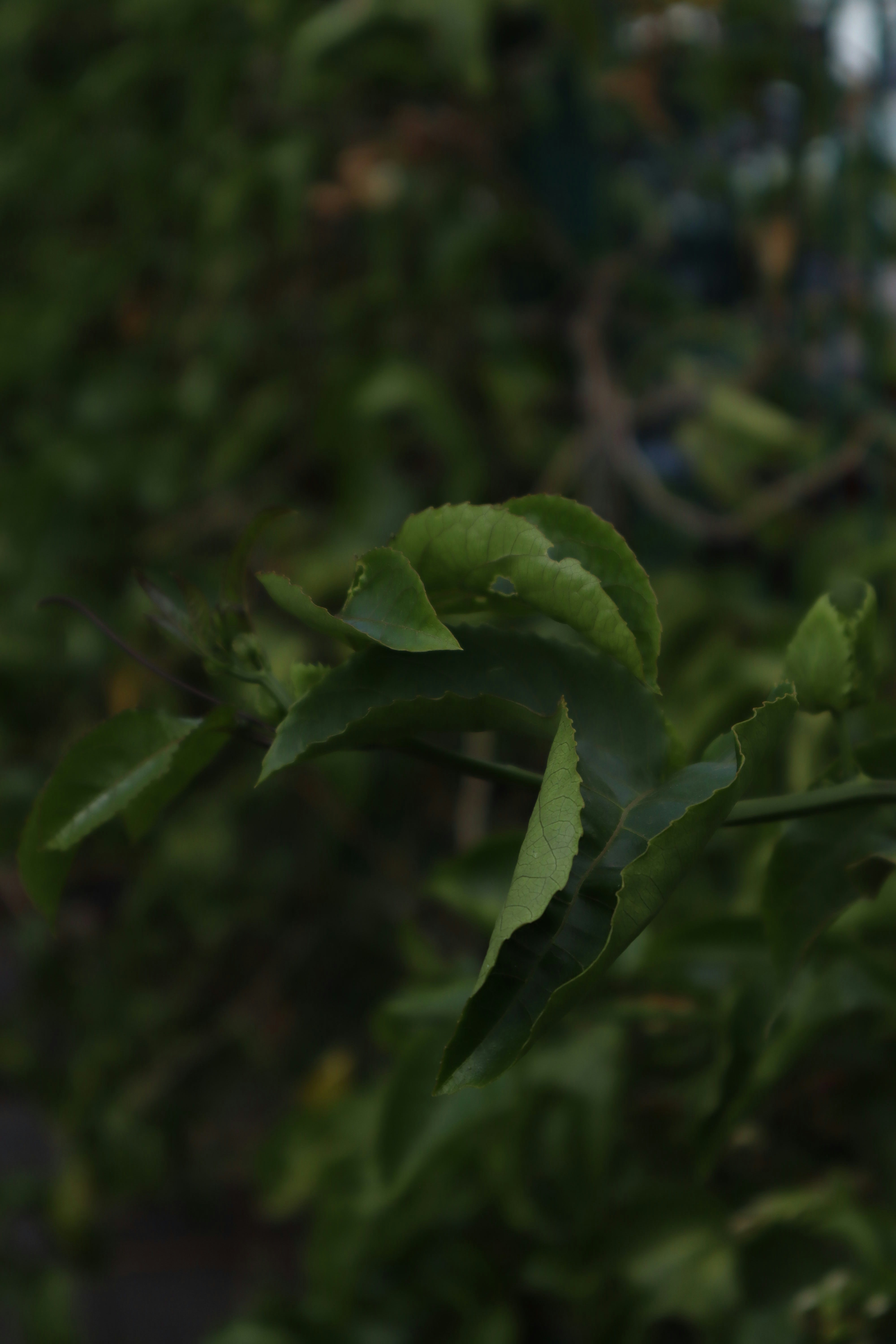 Whispers of Nature: A Leaf's Soliloquy