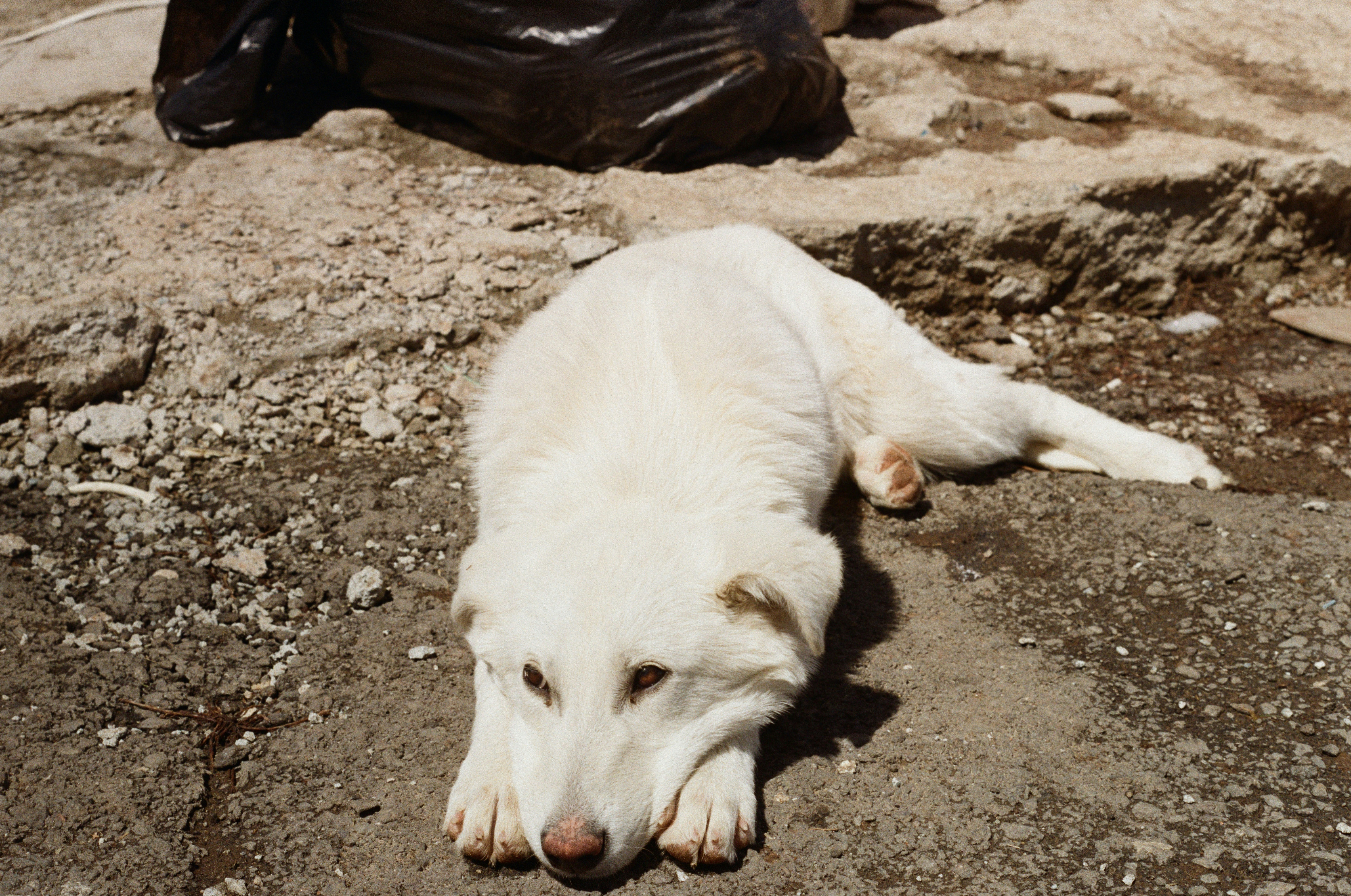 A white dog resting on a sunlit pavement, surrounded by a rugged environment. The scene captures a tranquil moment in a contrasting urban landscape.