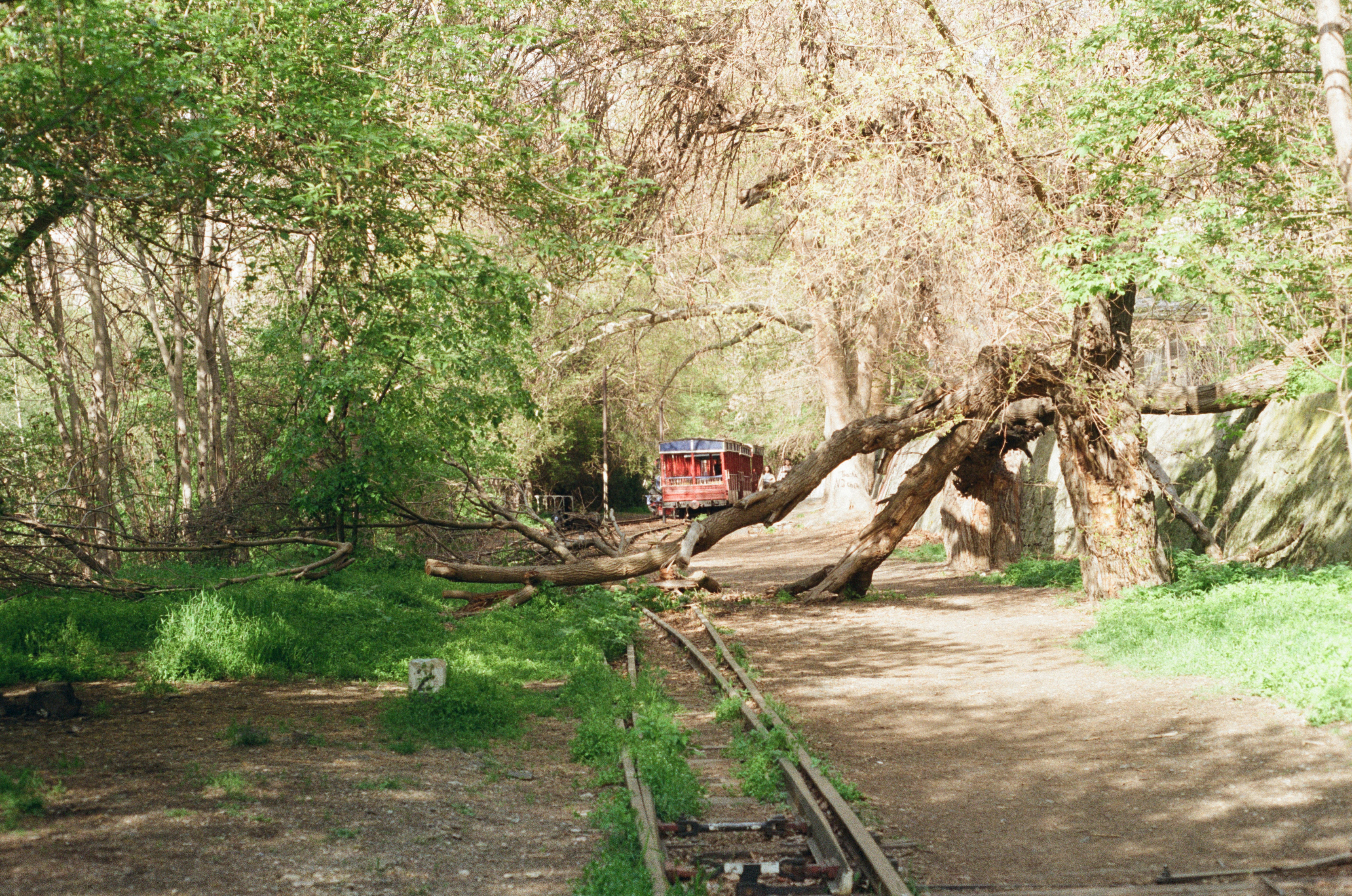 A forest railway with a fallen tree arch crossing the tracks, leading toward a distant red vehicle amid sunlit foliage.