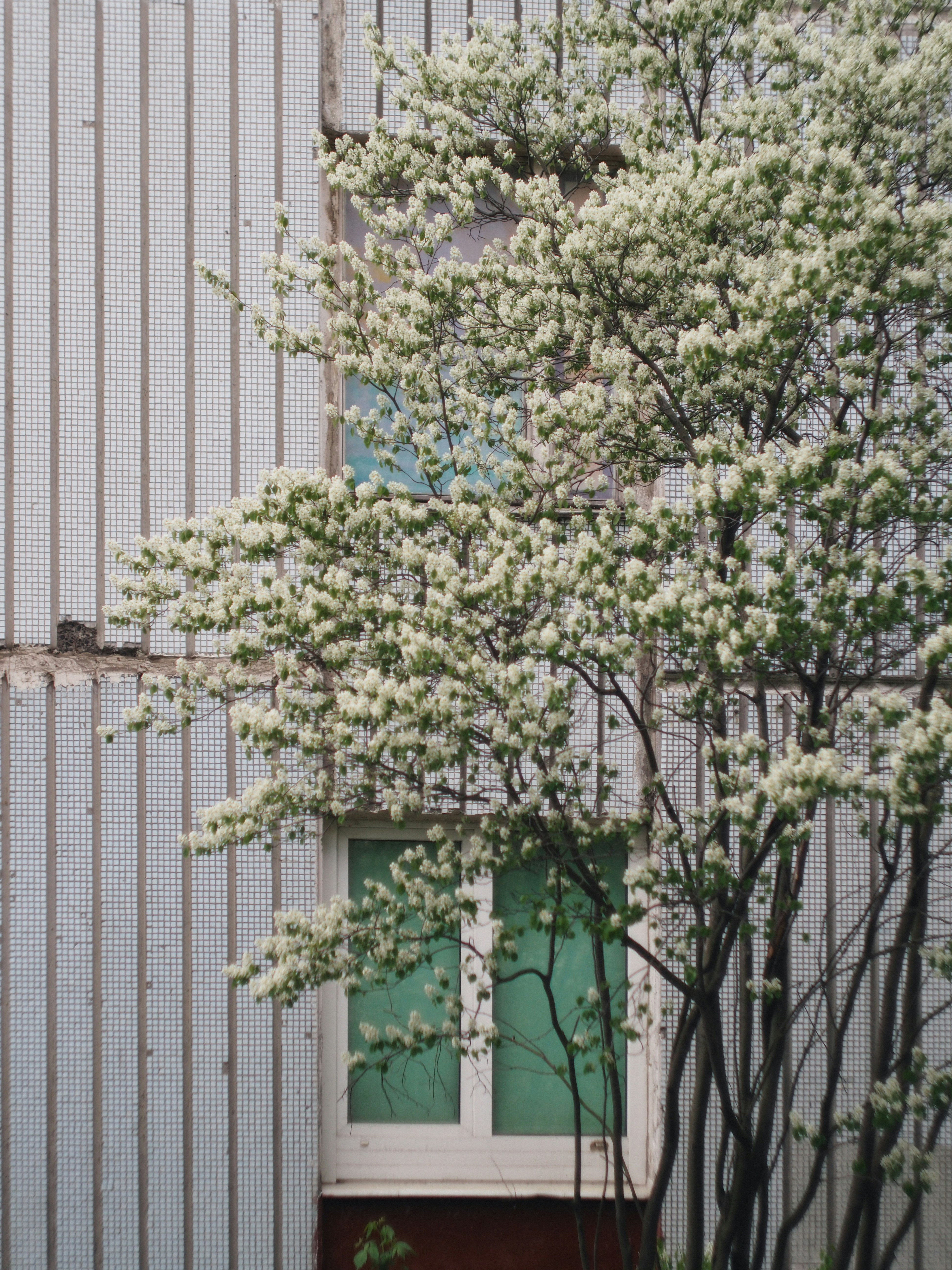 Urban Spring through Blossoms: A Green Door Framed by White-Flowered Trees