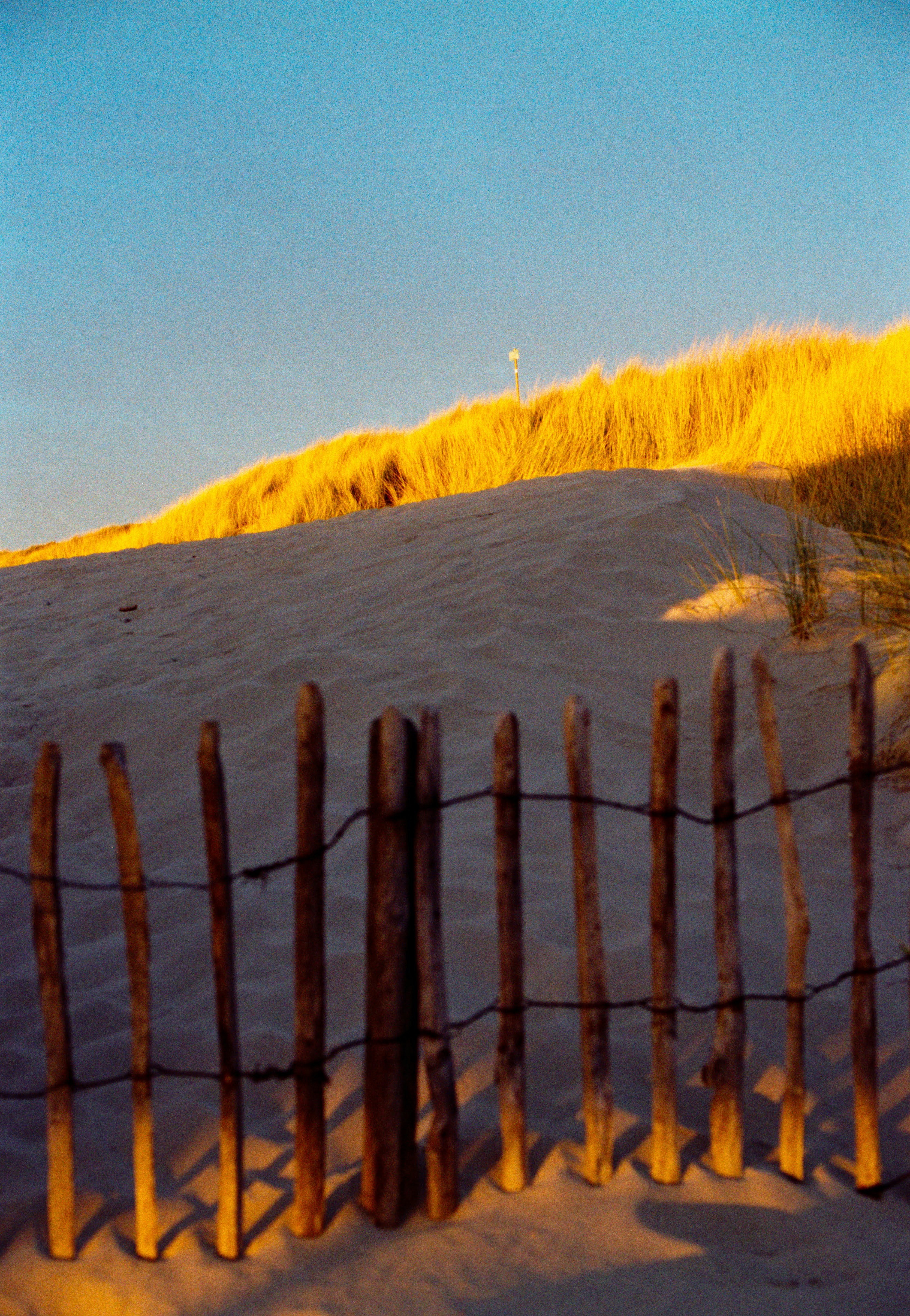Dune crest bathed in warm light rises behind a weathered wooden fence, with tall grasses glowing against a blue sky.