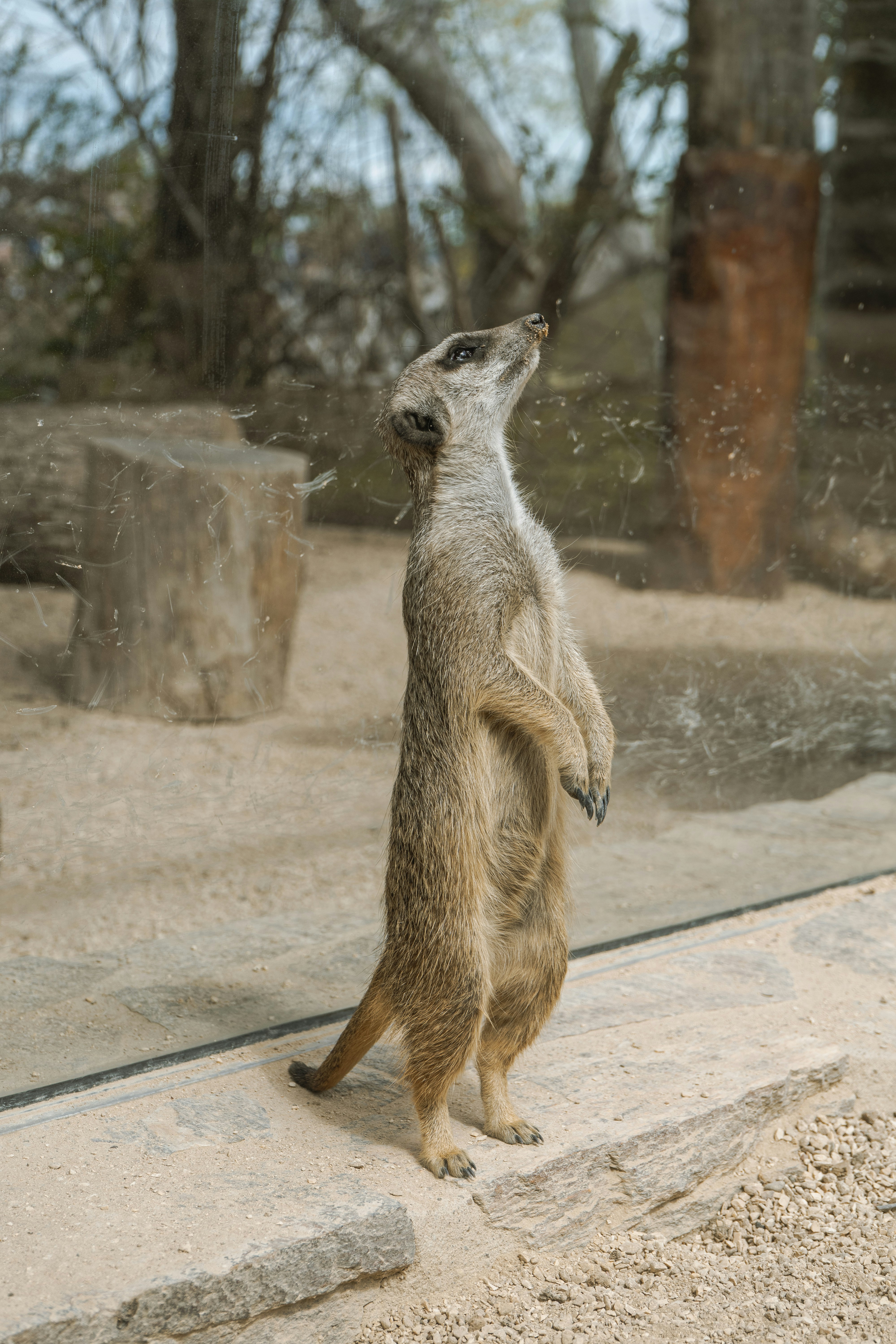Upright Sentinel by the Glass: Meerkat's Curious Gaze
