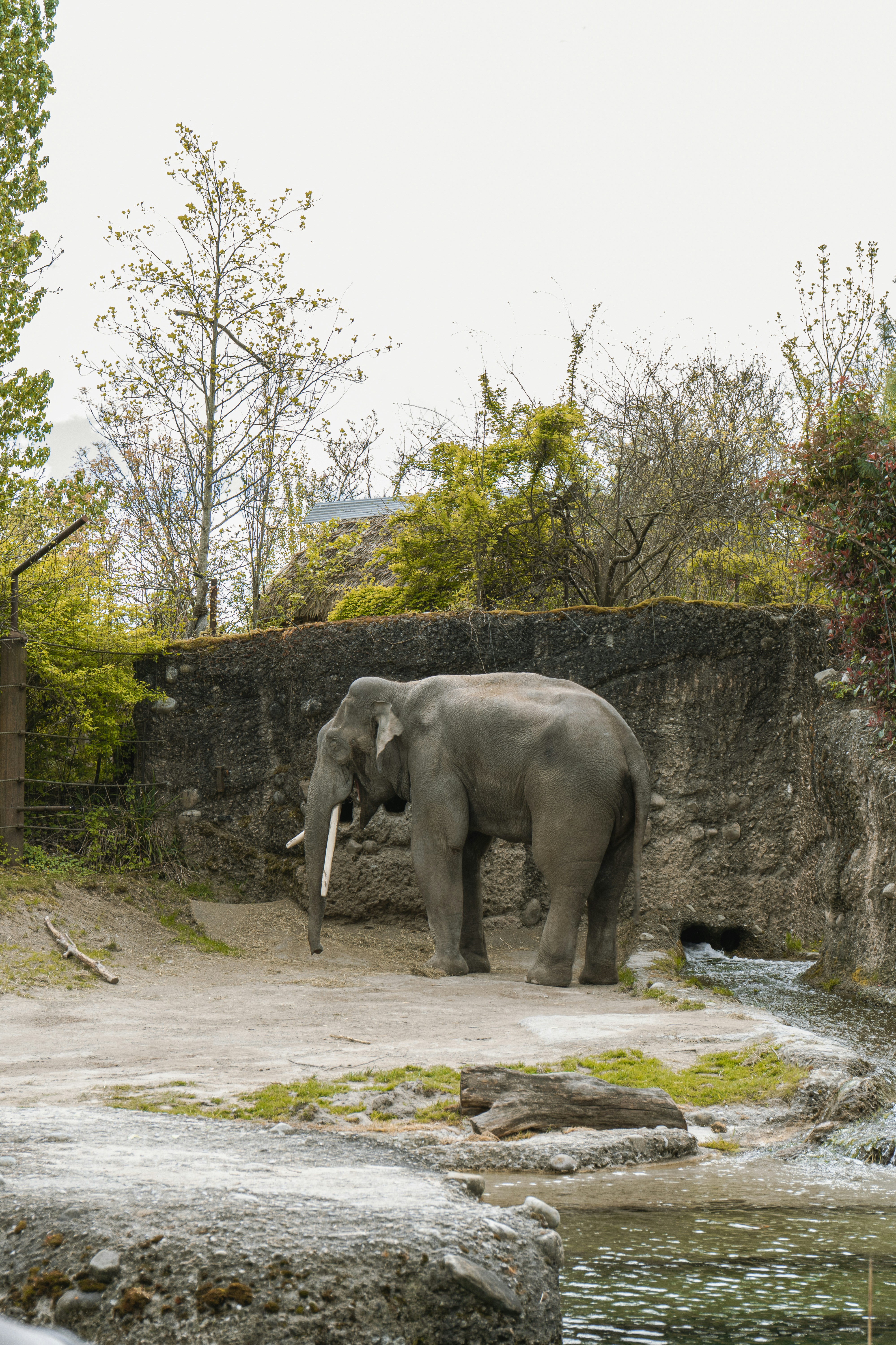 Trunk Pause at the Stone Wall: A Solitary Elephant by the Water