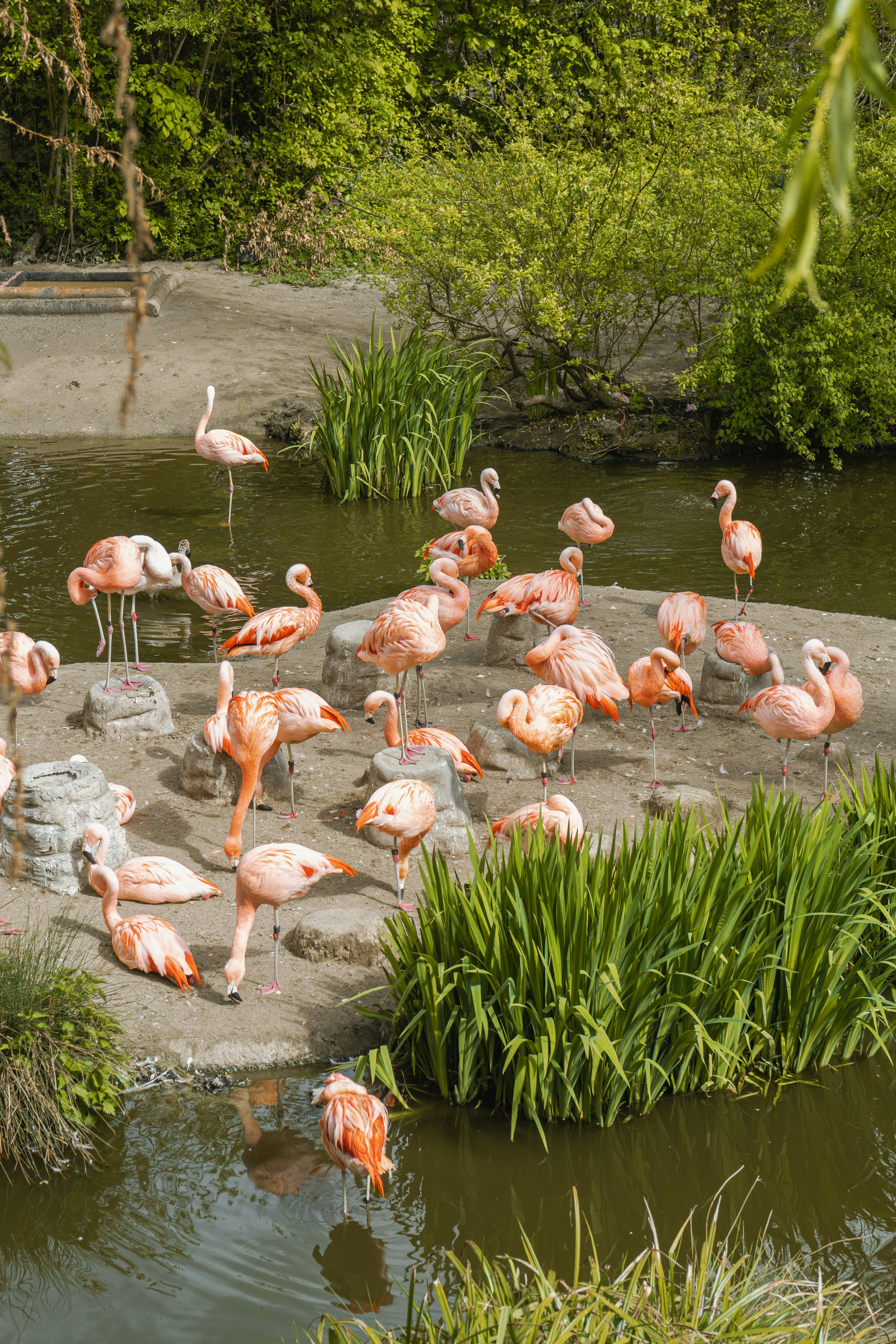 Flamingo Flock at the Muddy Pond, Framed by Lush Greenery