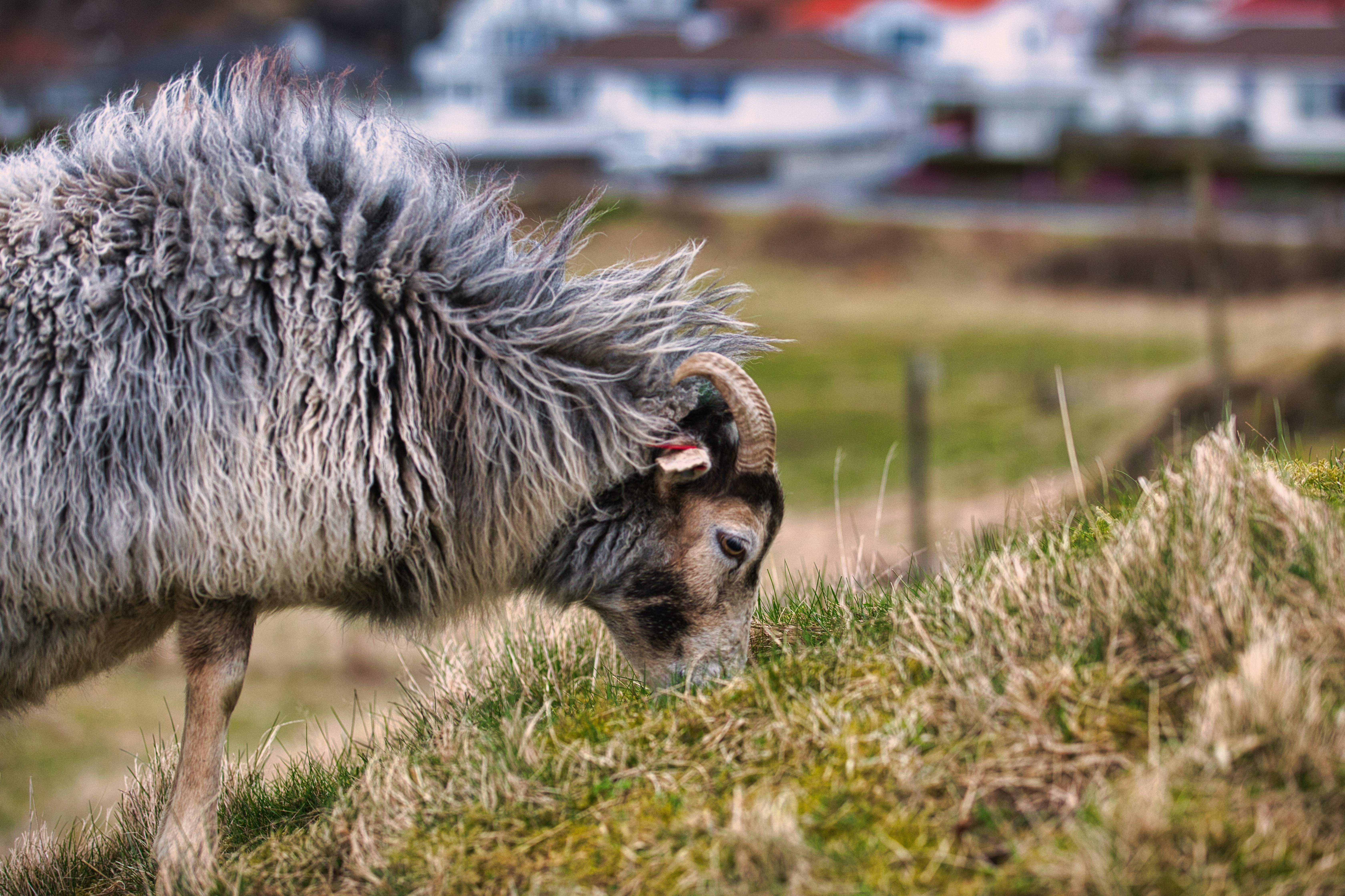 Grazing Ram Under a Quiet Village Horizon