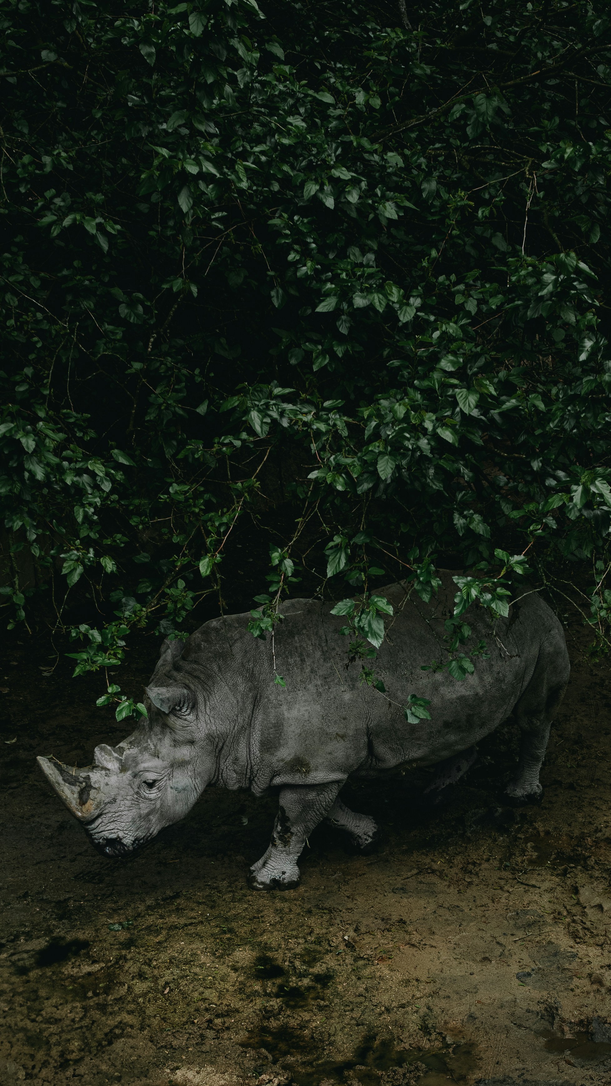 Understory Sentinel: A Rhino Wades Through Mud Beneath Dense Foliage