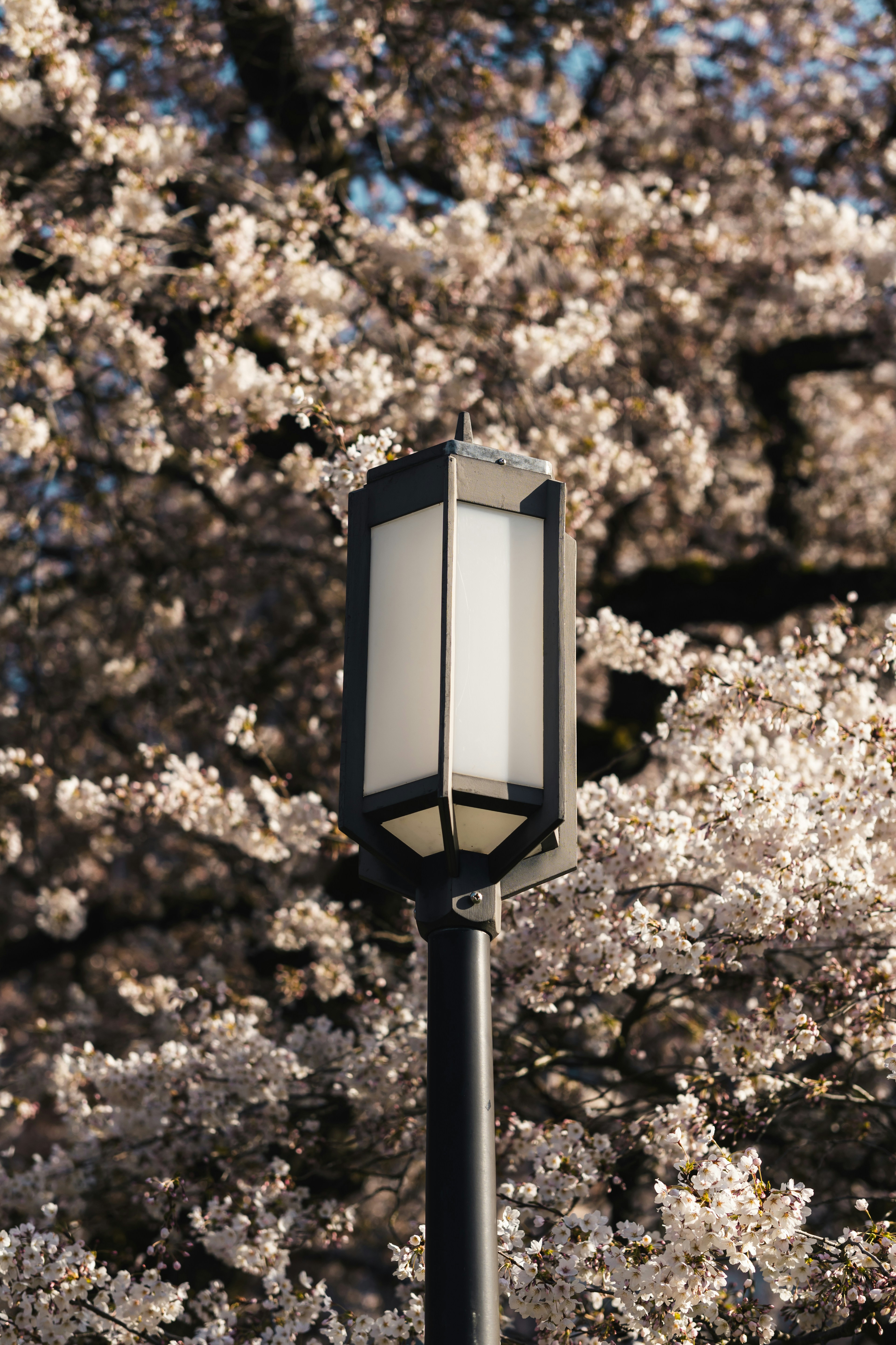 Lantern Under a Cloud of Sakura Petals