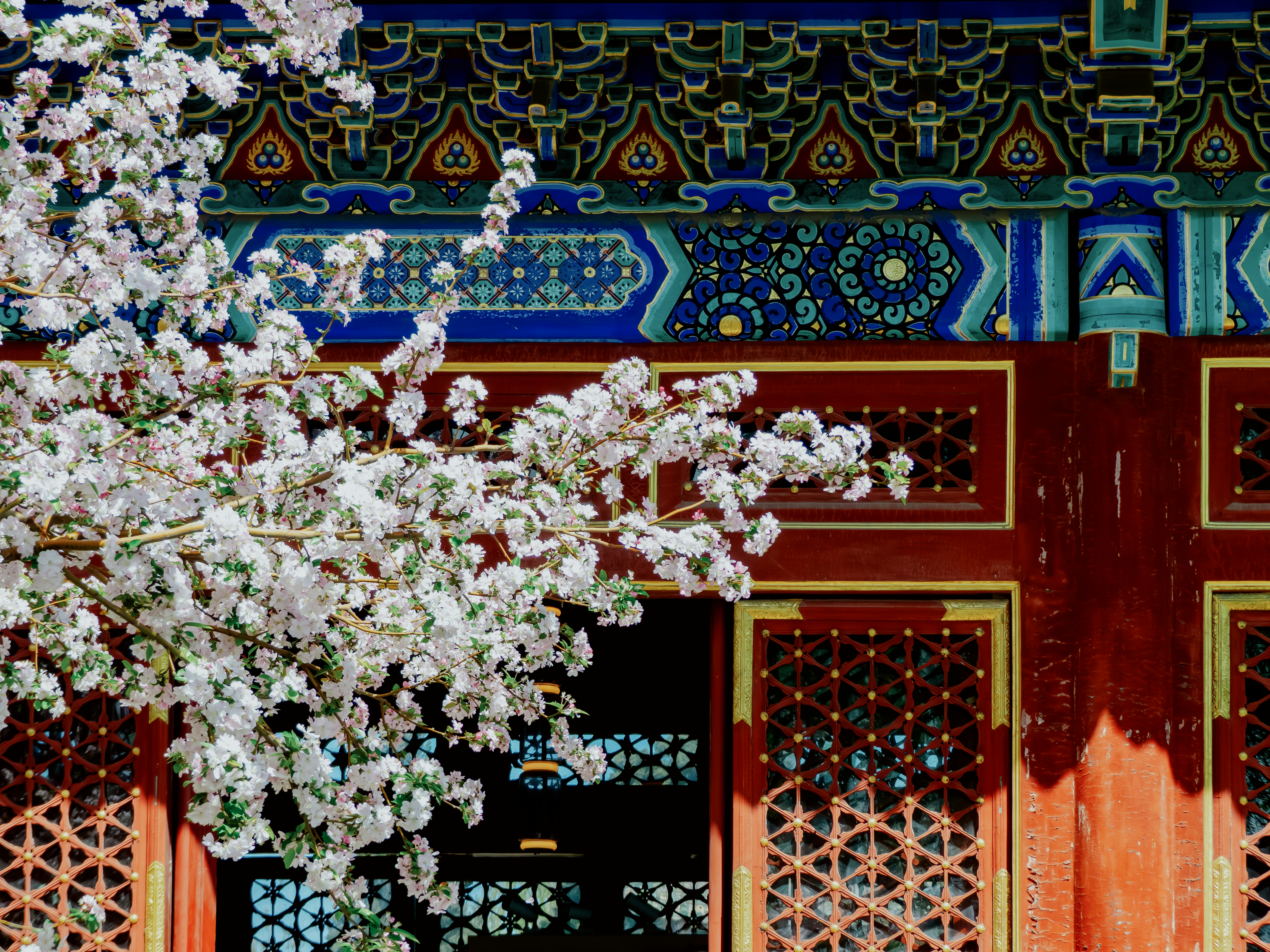 Blossoms Framing a Crimson Temple Gate Beneath Ornate Painted Eaves