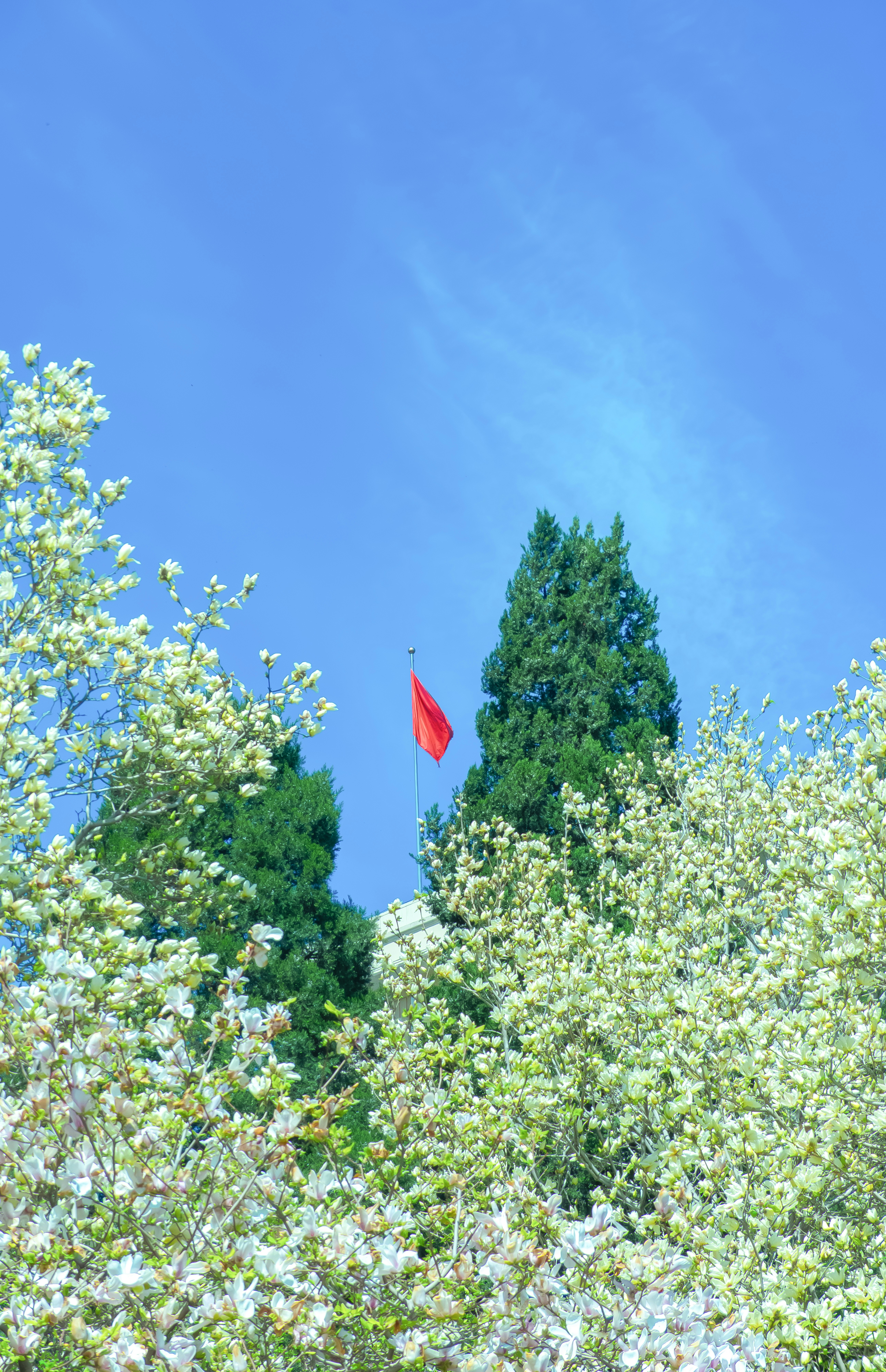 Crimson flag atop a slender pole rises above a sea of white blossoms, set against a bright blue sky.