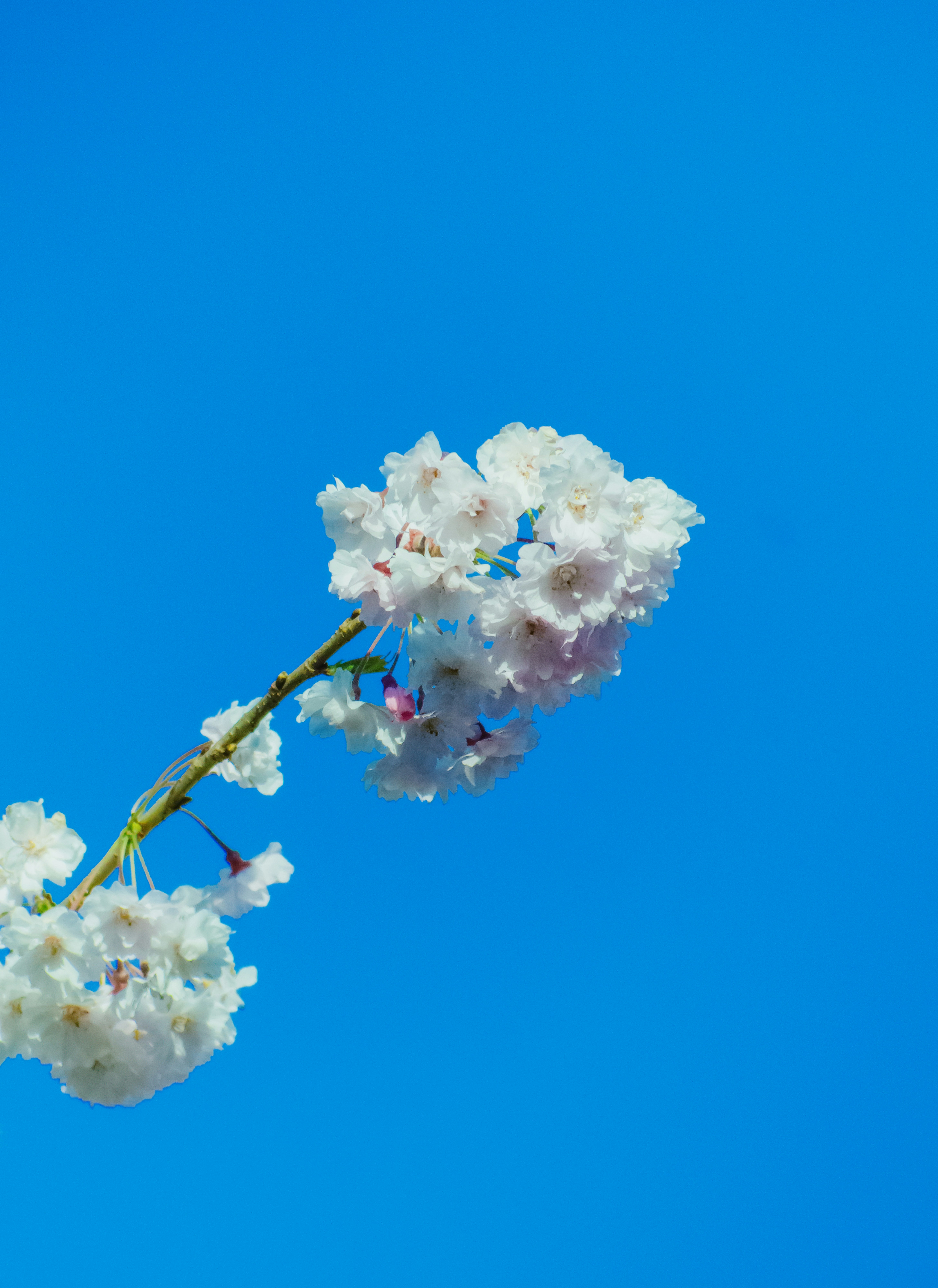 Snow-white blossoms cluster along a slender branch against a vivid blue sky. A close floral photograph emphasizing delicate petals and airy composition.
