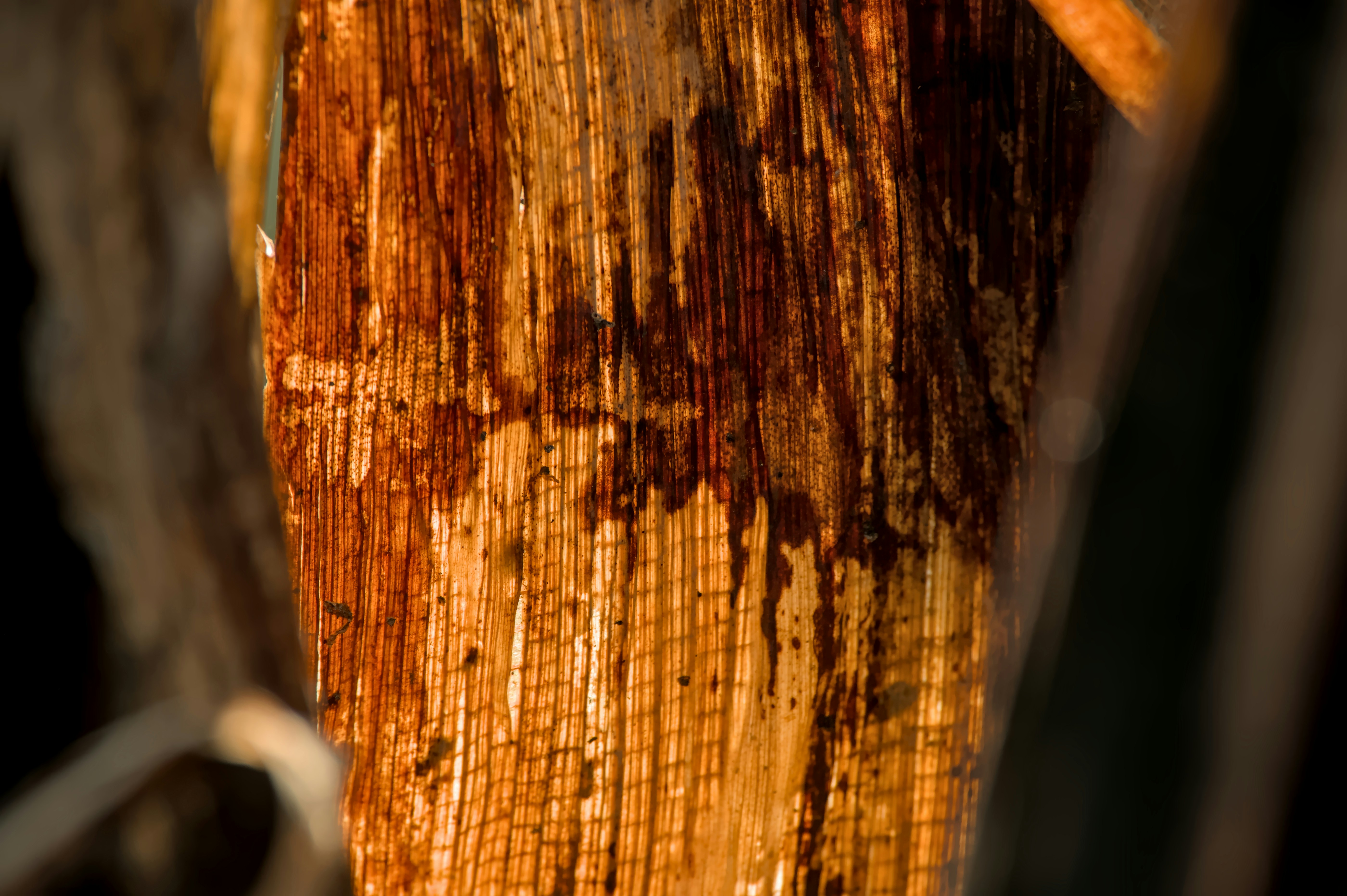 Nature's Textured Canvas: A Study of Wood Grain