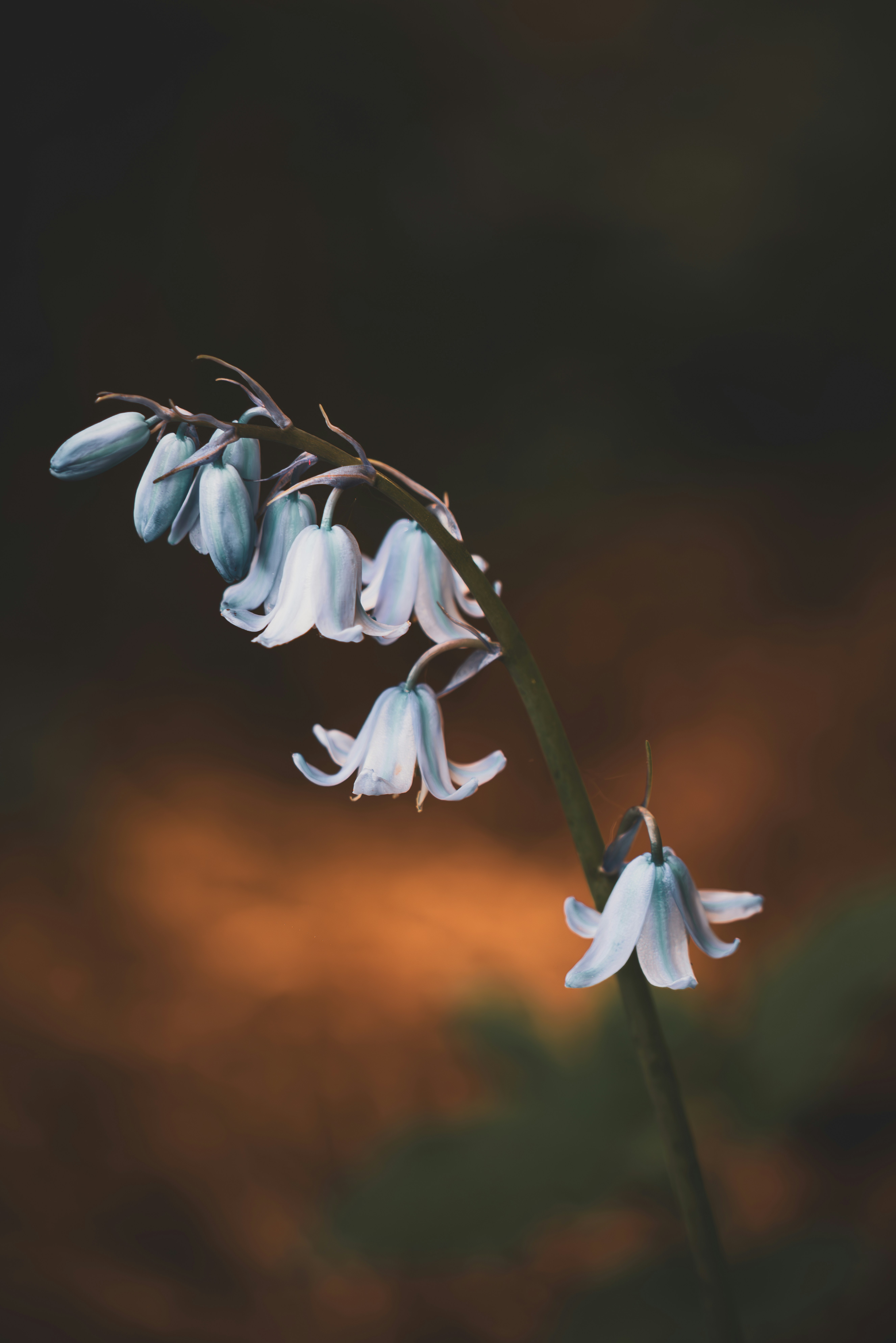 Bluebell Arc in Twilight: Delicate Stem with Drooping Bells