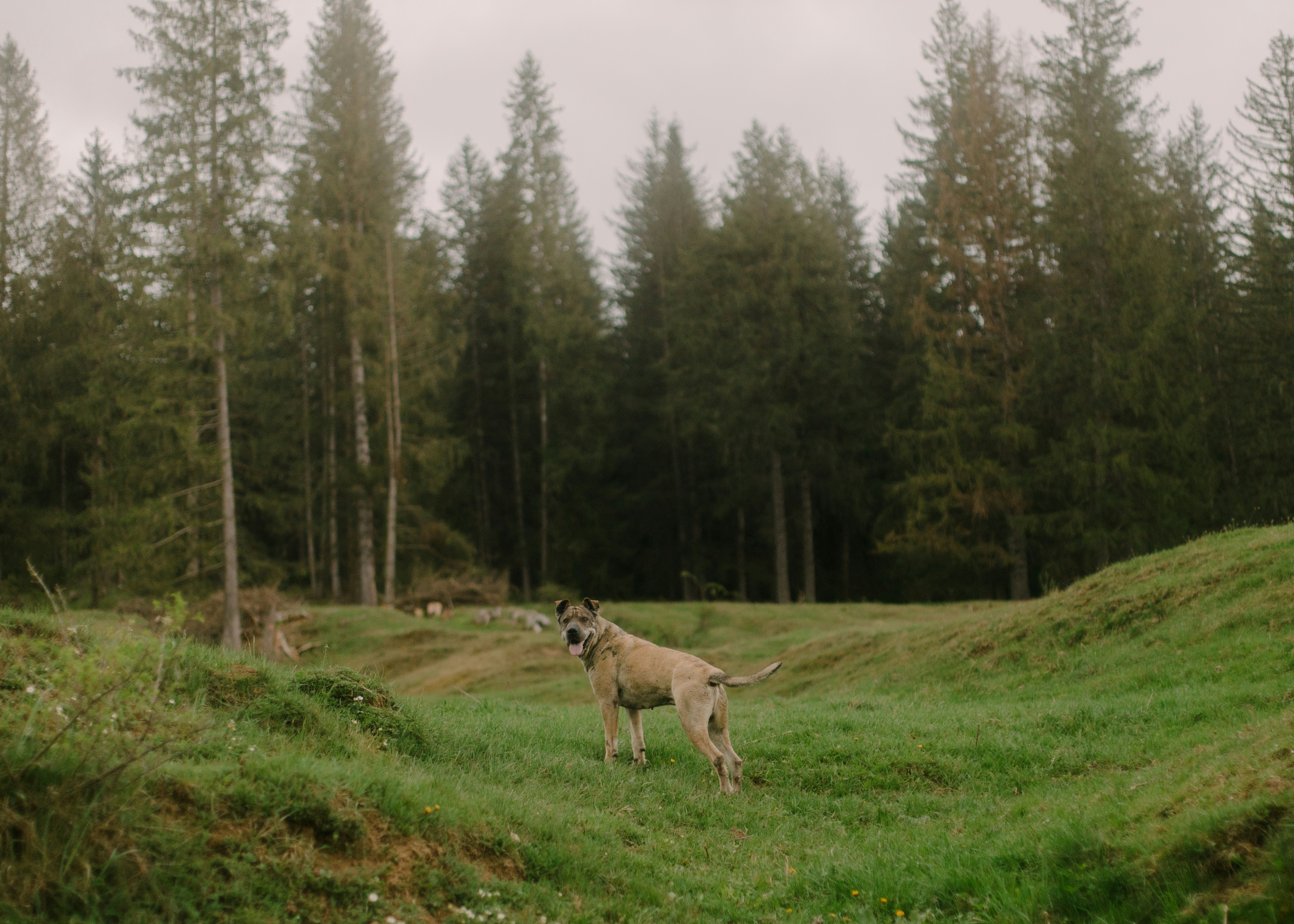 Dog standing in a lush green meadow surrounded by tall trees on a cloudy day.