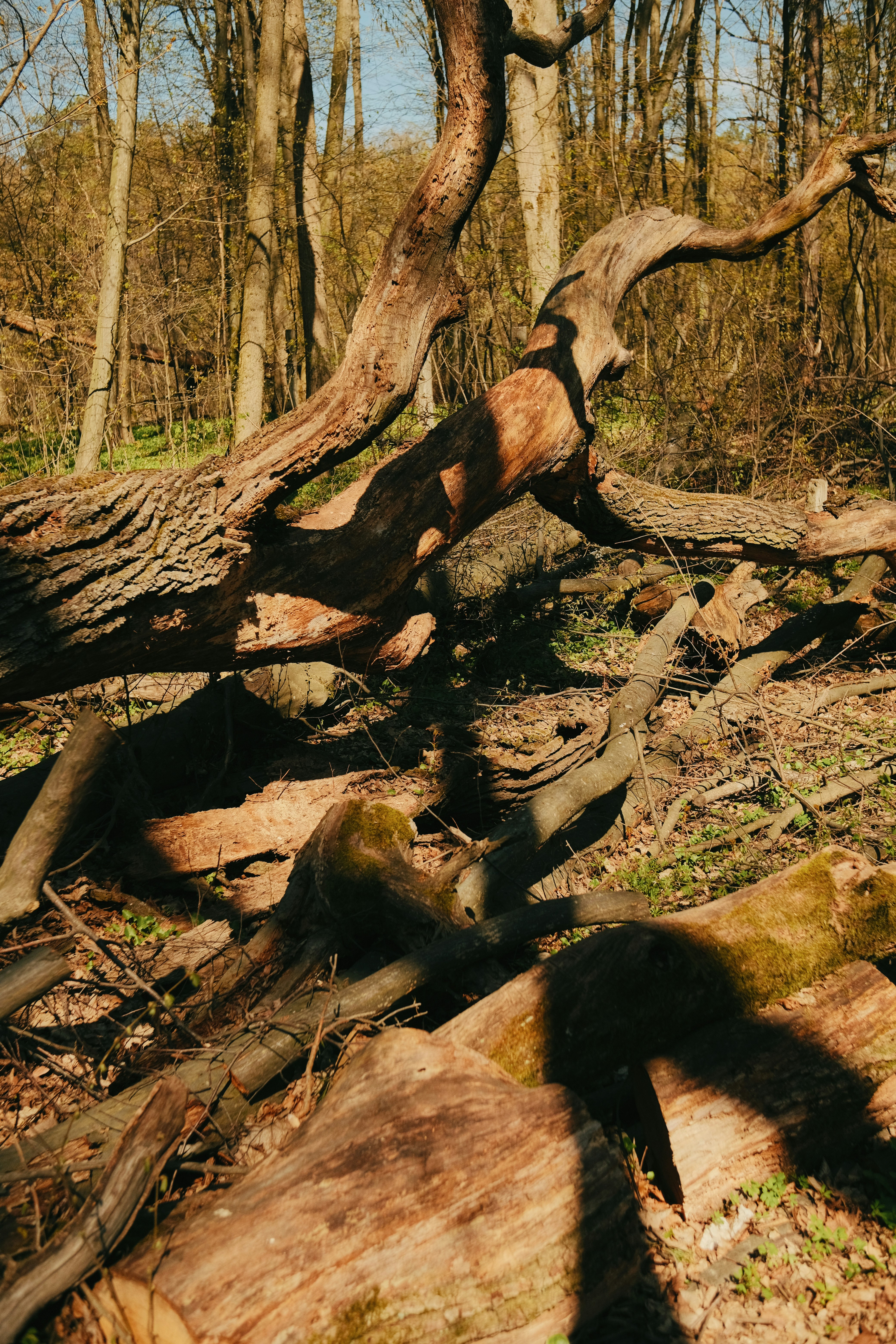 Fallen tree logs lie in the sunlit forest. photo – Free Wallpaper Image ...