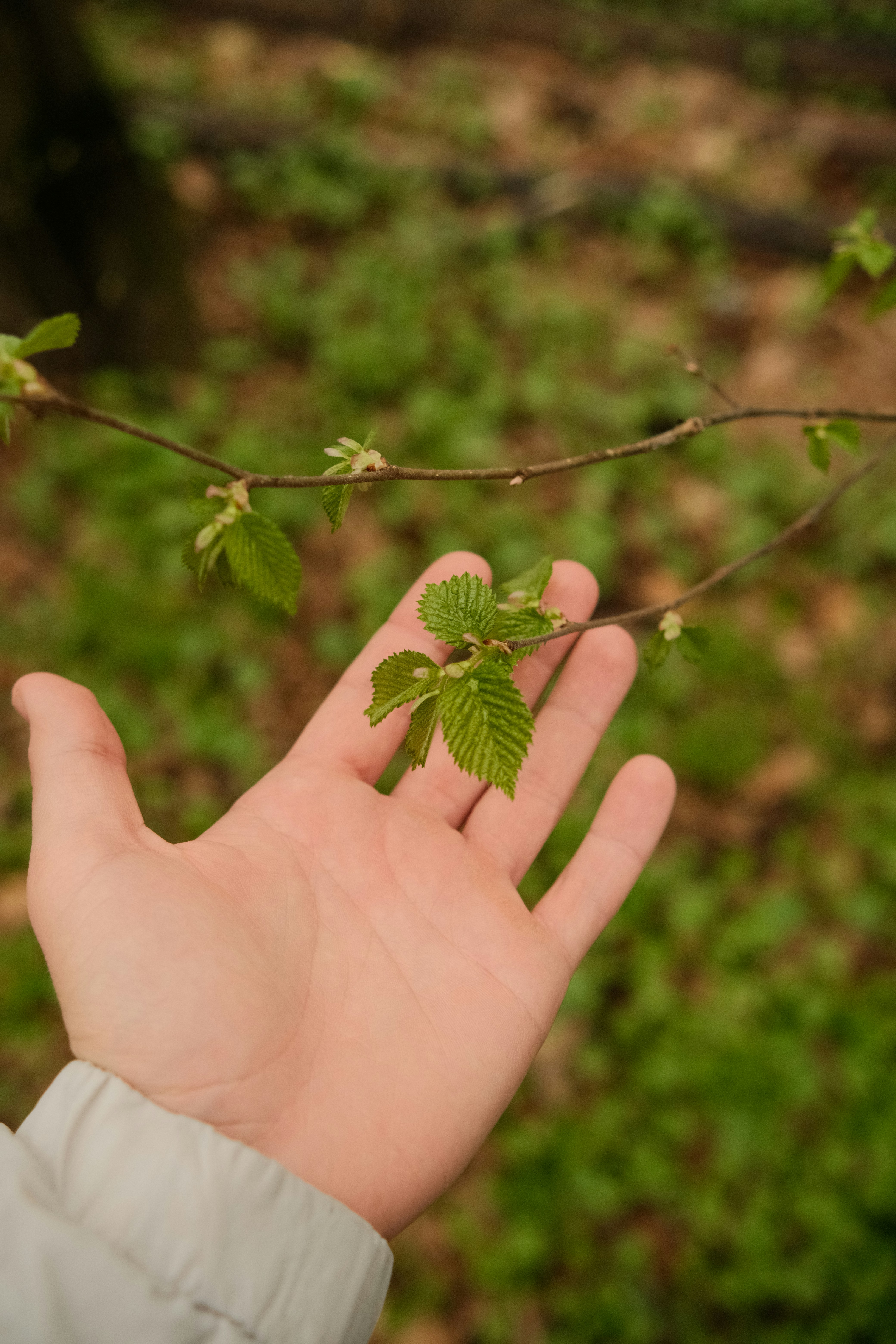 Gentle Hand Meets Fresh Spring Foliage on a Tiny Branch