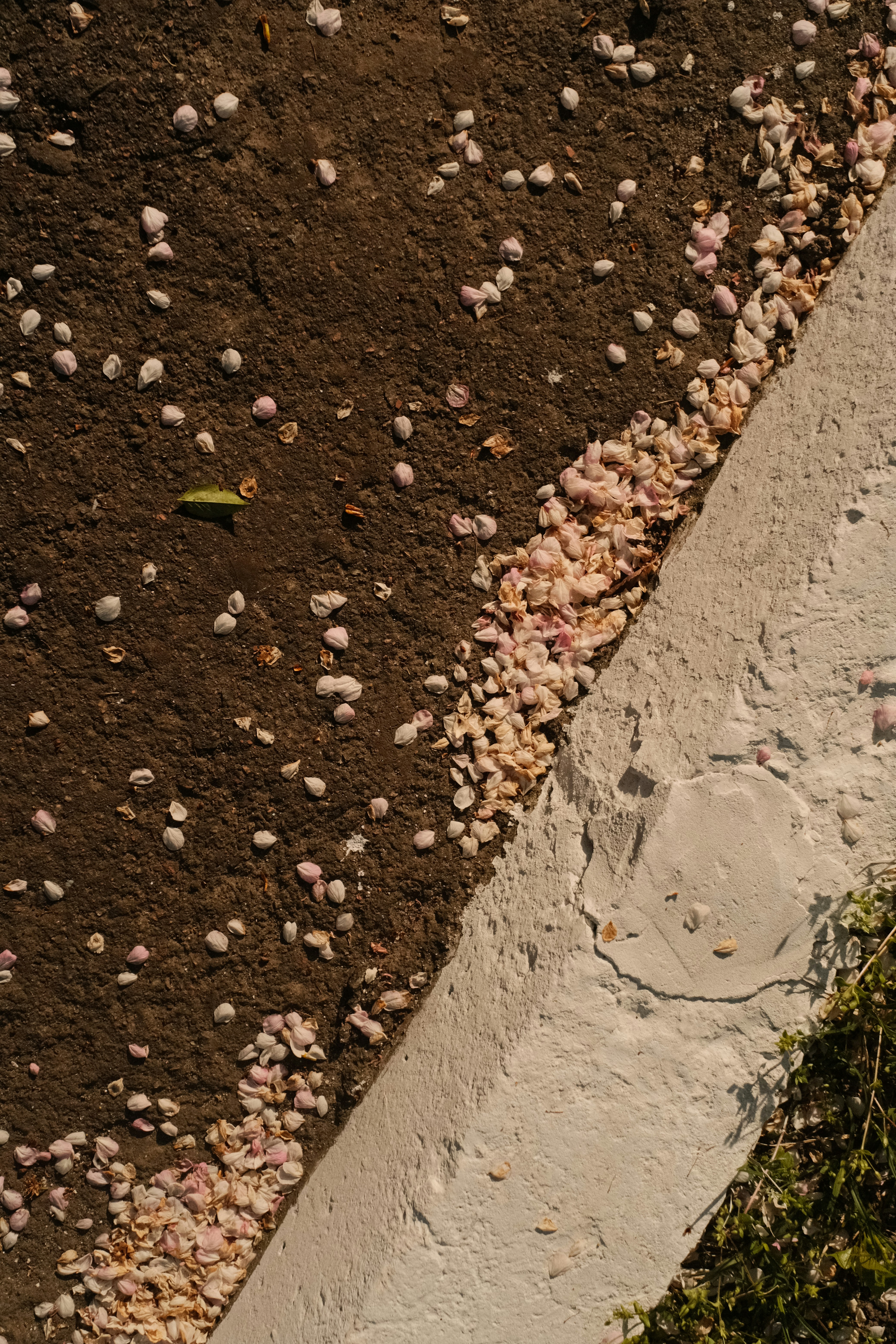 Petals on the Boundary: Sunlit Texture along a Diagonal Curb