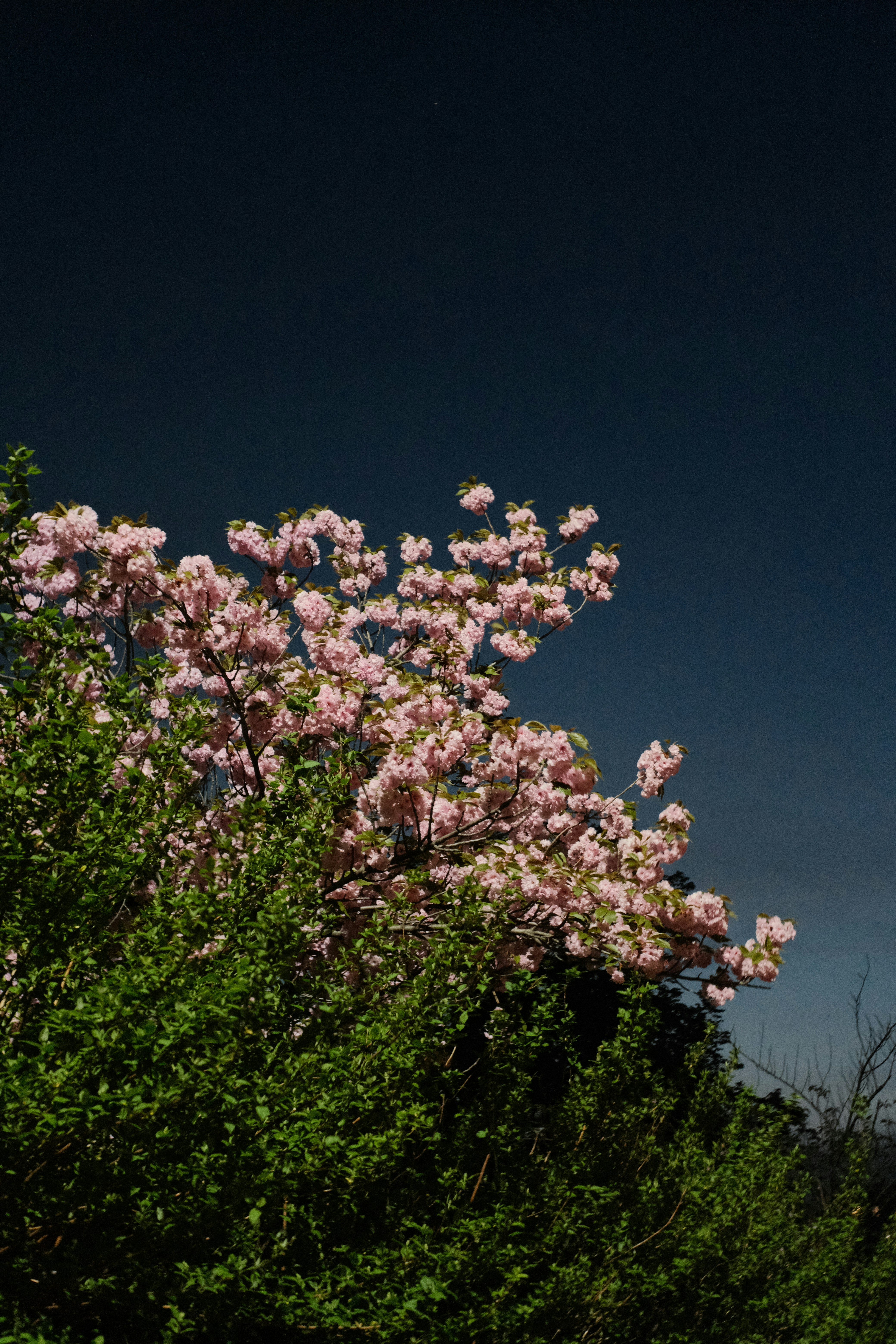 Velvet Dusk Embraces a Pink Cherry Blossom Canopy