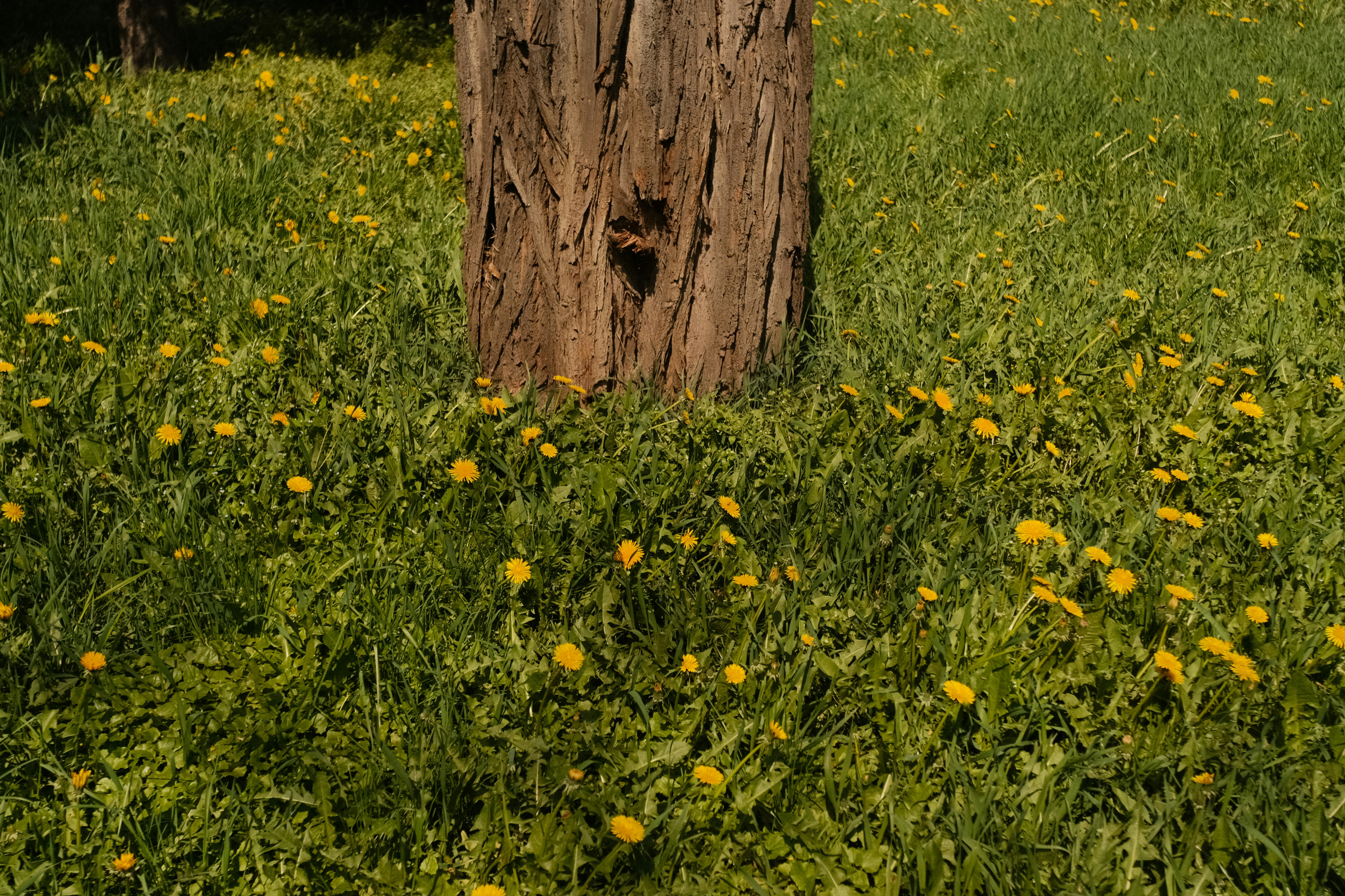 The Field's Quiet Sentinel: Trunk Framed by a Dandelion-Peppered Meadow