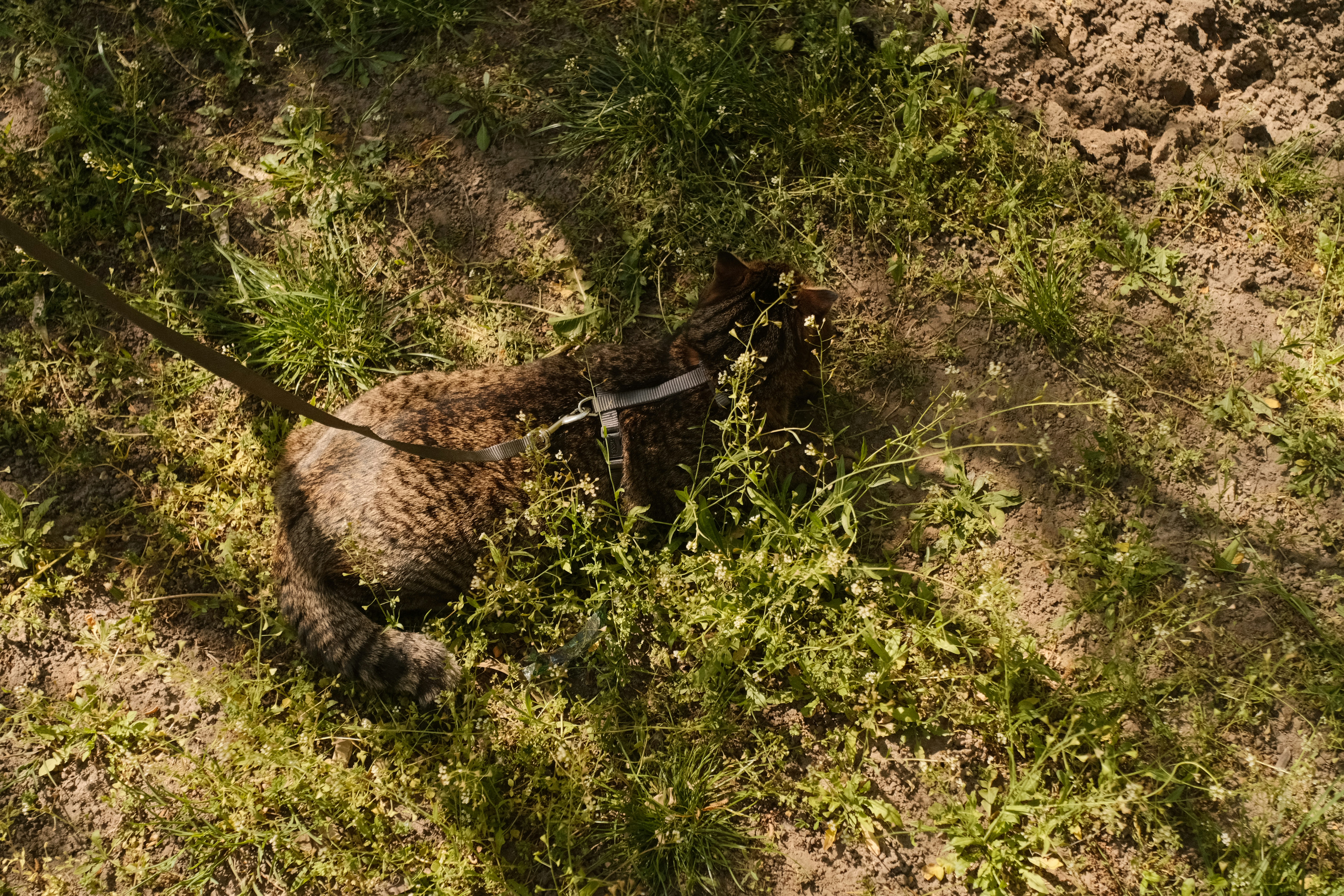 Top-Down Portrait: Leashed Brown Curly-Coated Dog in a Sunlit Patch