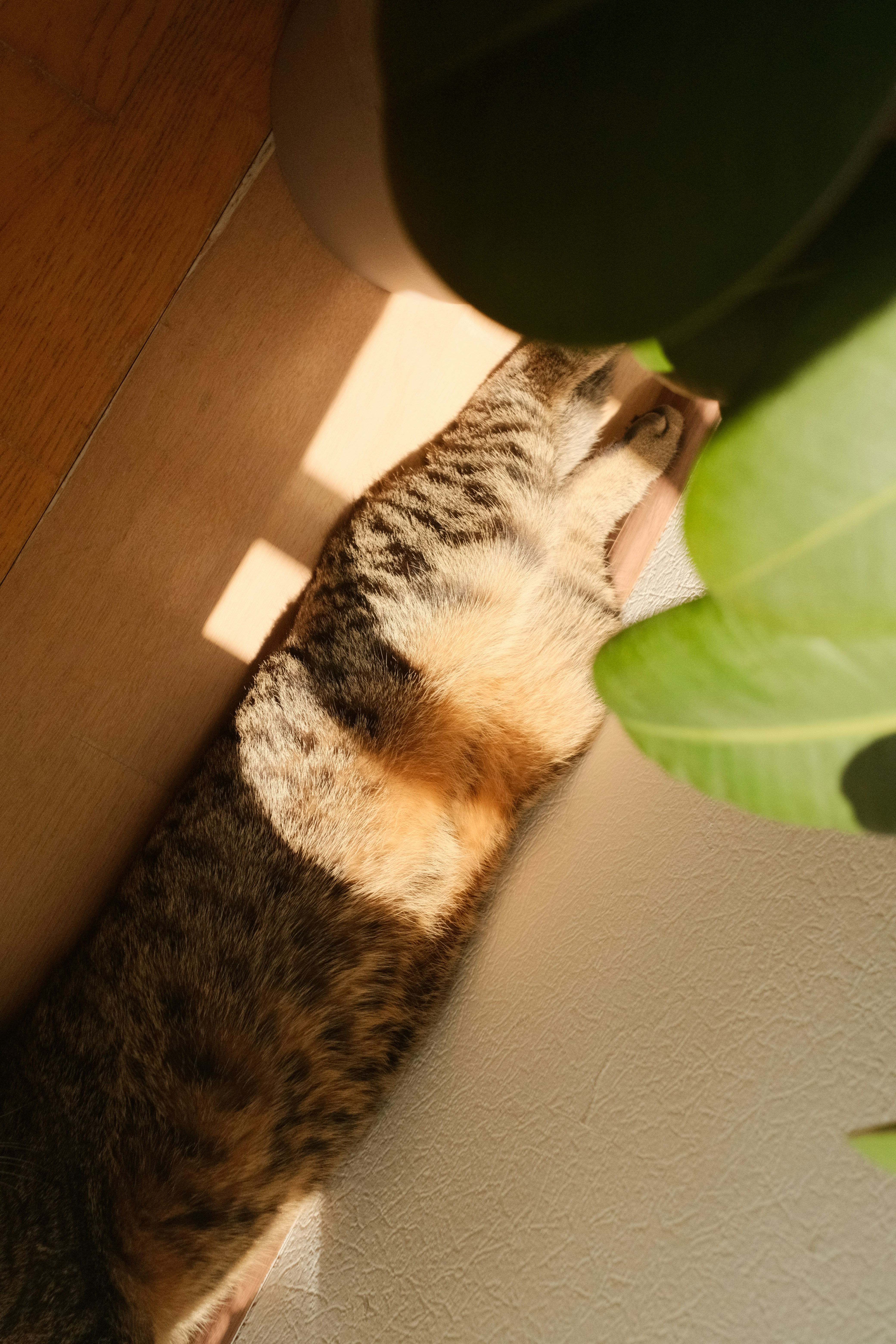 Sunlit Tabby Nook: A Cat Resting by Cardboard and Plant