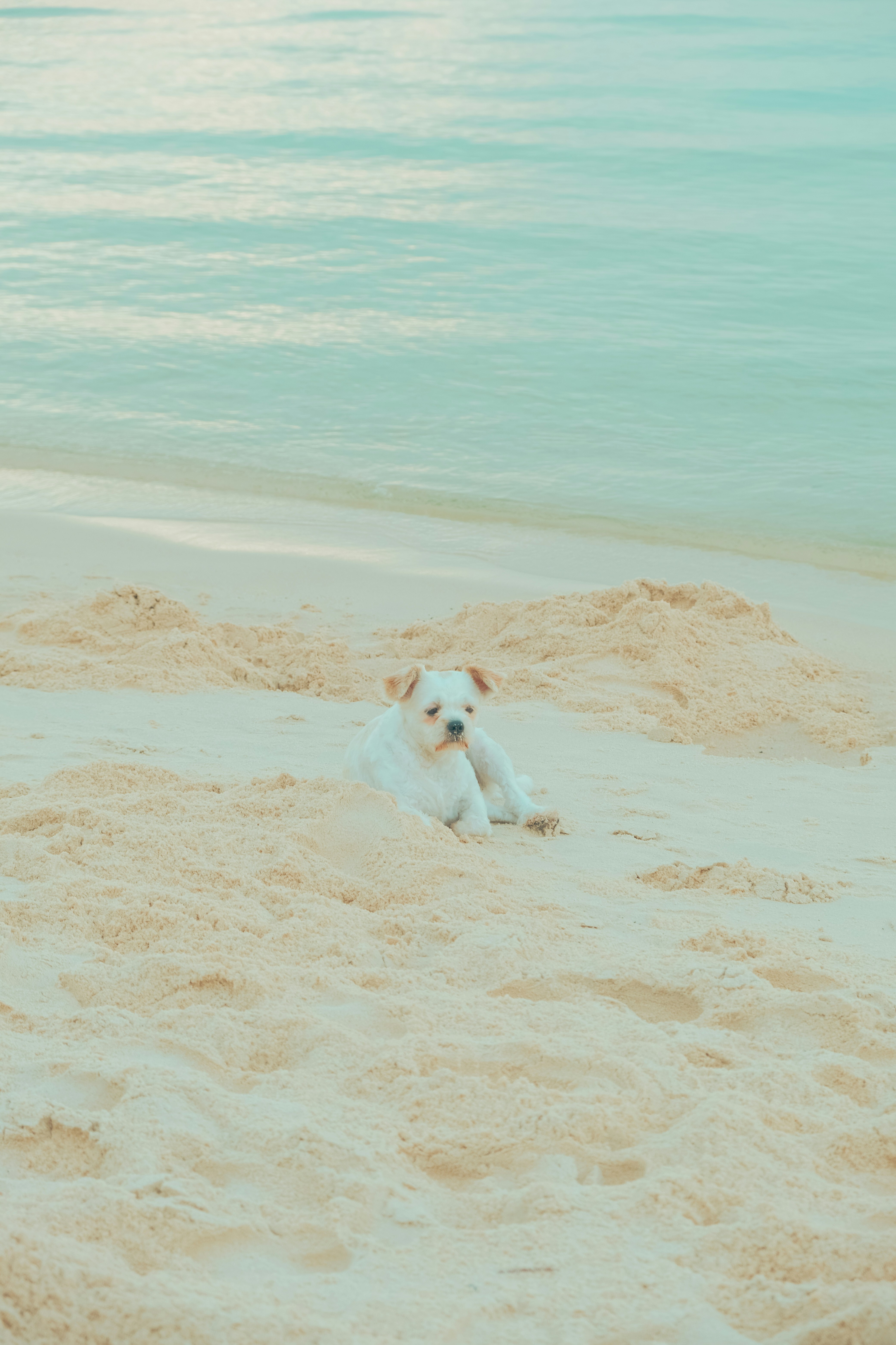 Quiet Beach Moment: A White Terrier Resting on Sunlit Sand by Turquoise Water