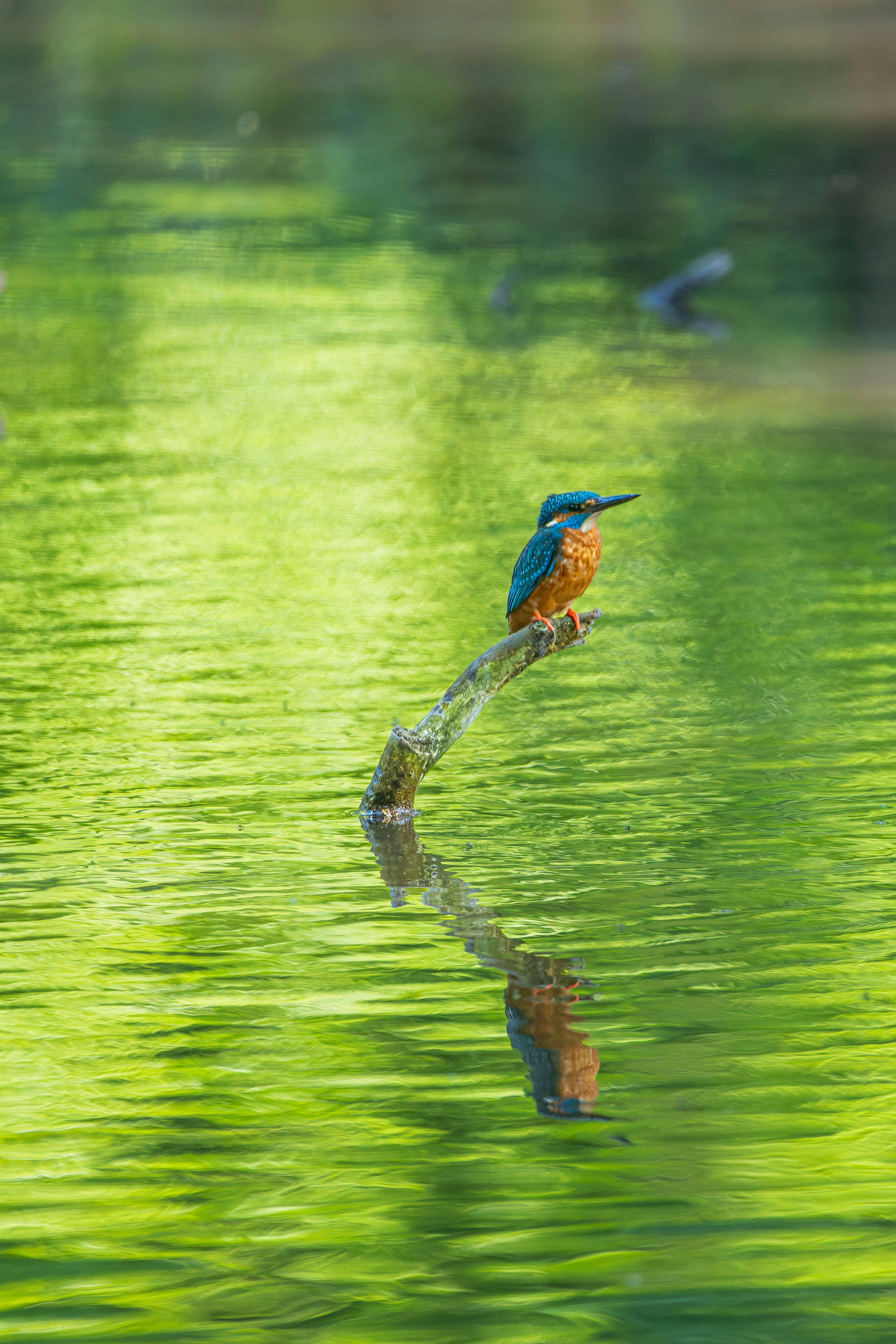 Verdant Quiet: Kingfisher on a Curved Branch Above Emerald Water