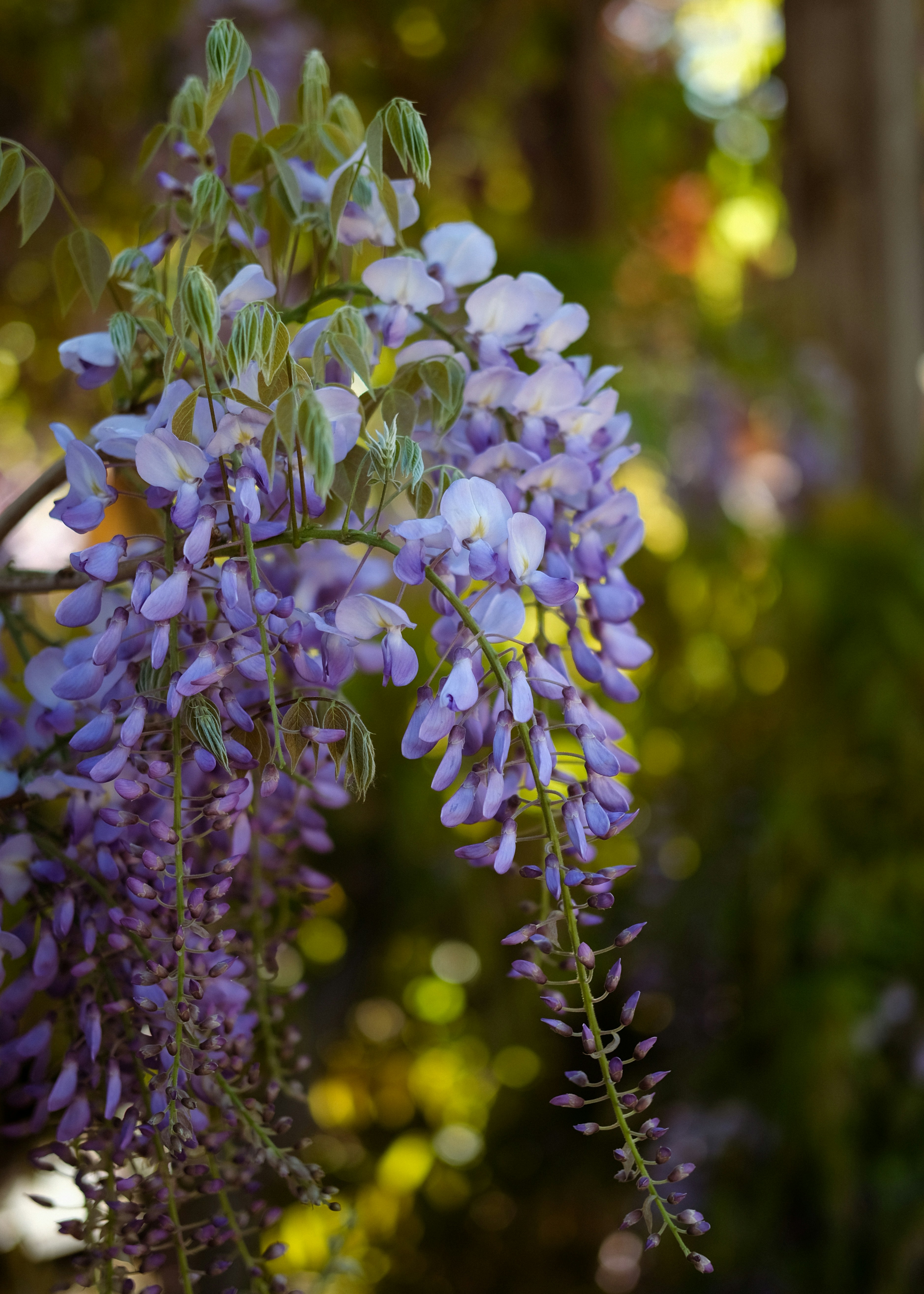 Foto Berikut keterangannya: bunga wisteria ungu mengalir ke bawah ...