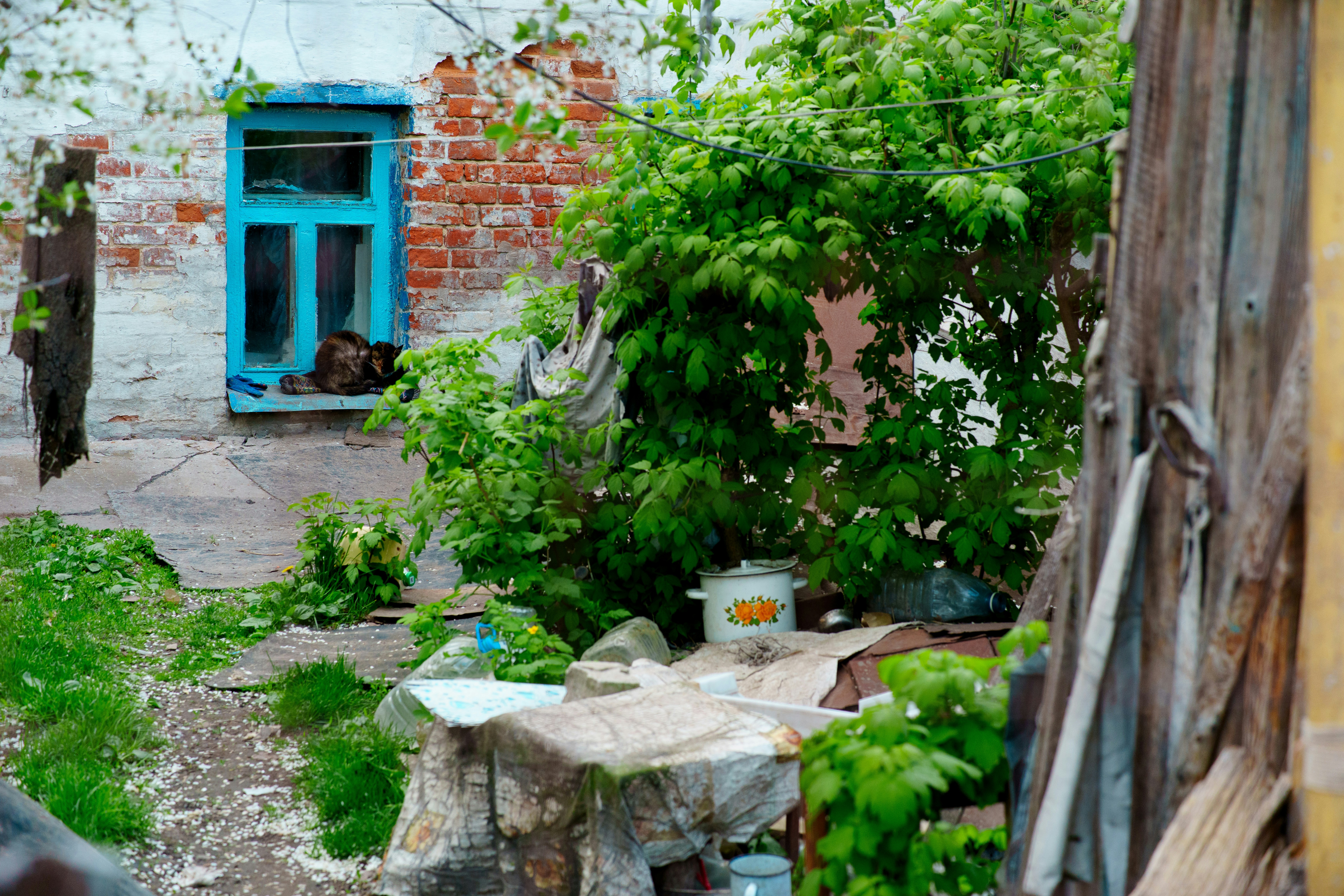 An old backyard with overgrown plants and a blue window. photo – Free ...