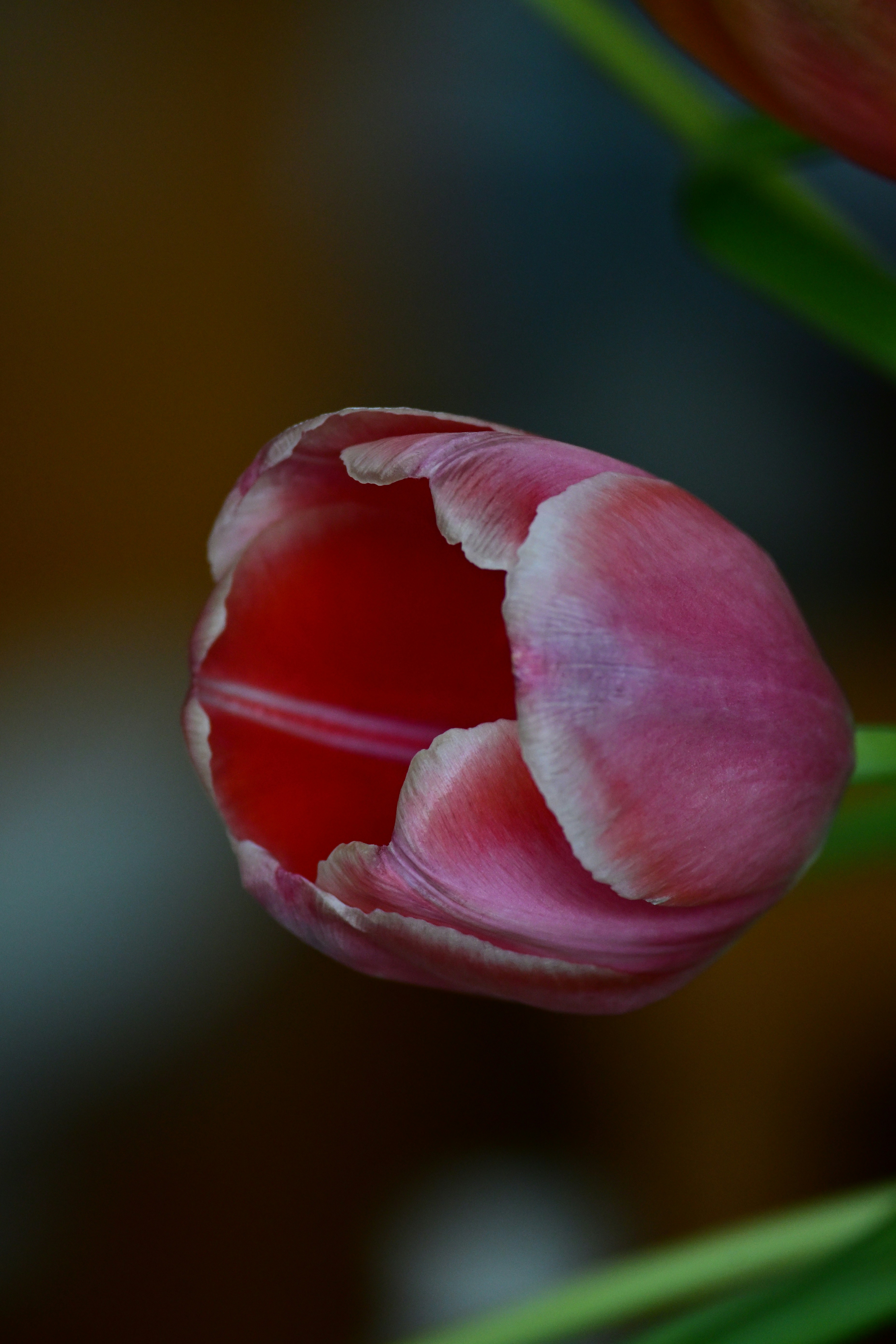 Velvet Pink Tulip Bud on the Verge of Bloom