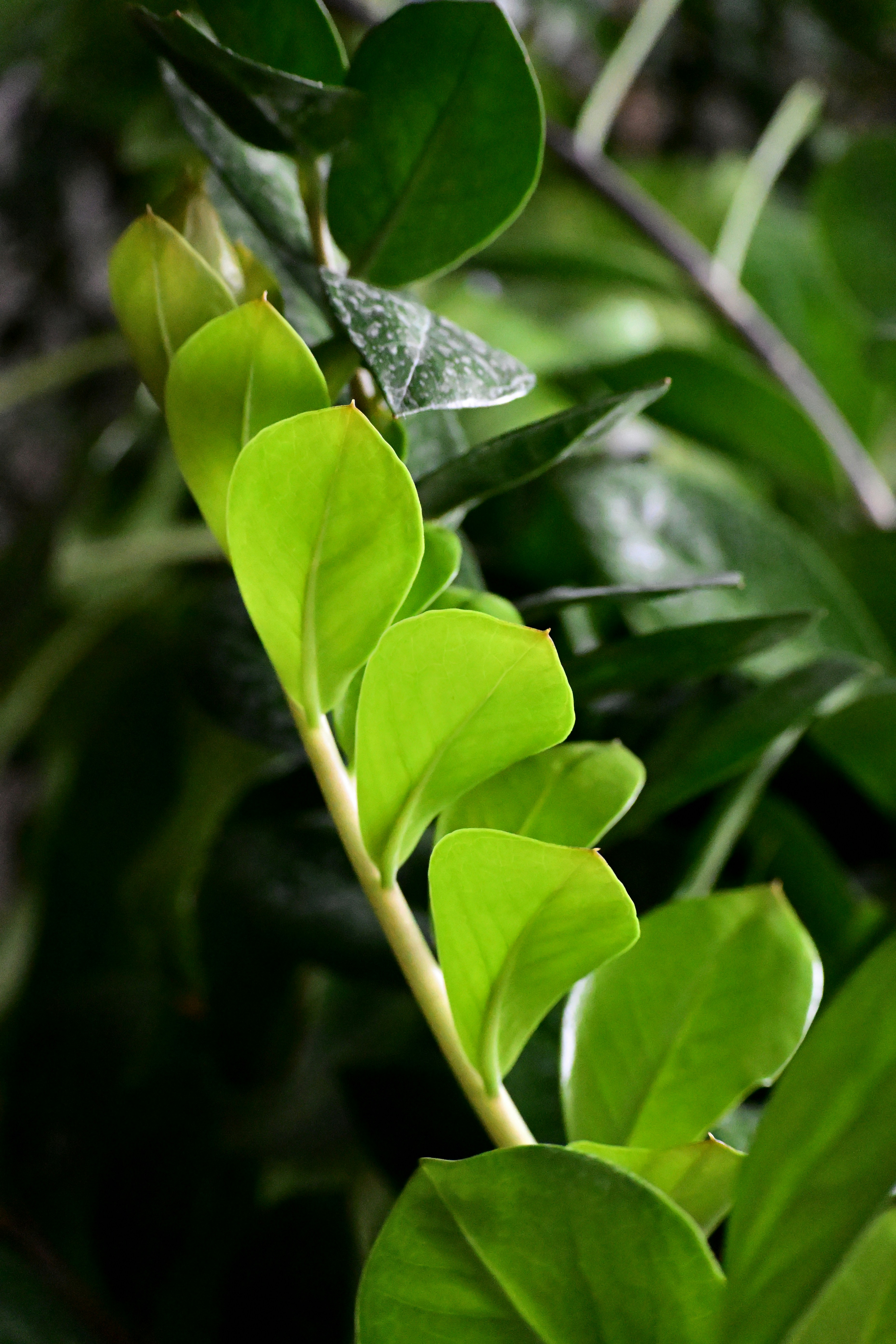 Verdant Sequence: Close-Up of a Leafy Stem in Sharp Focus