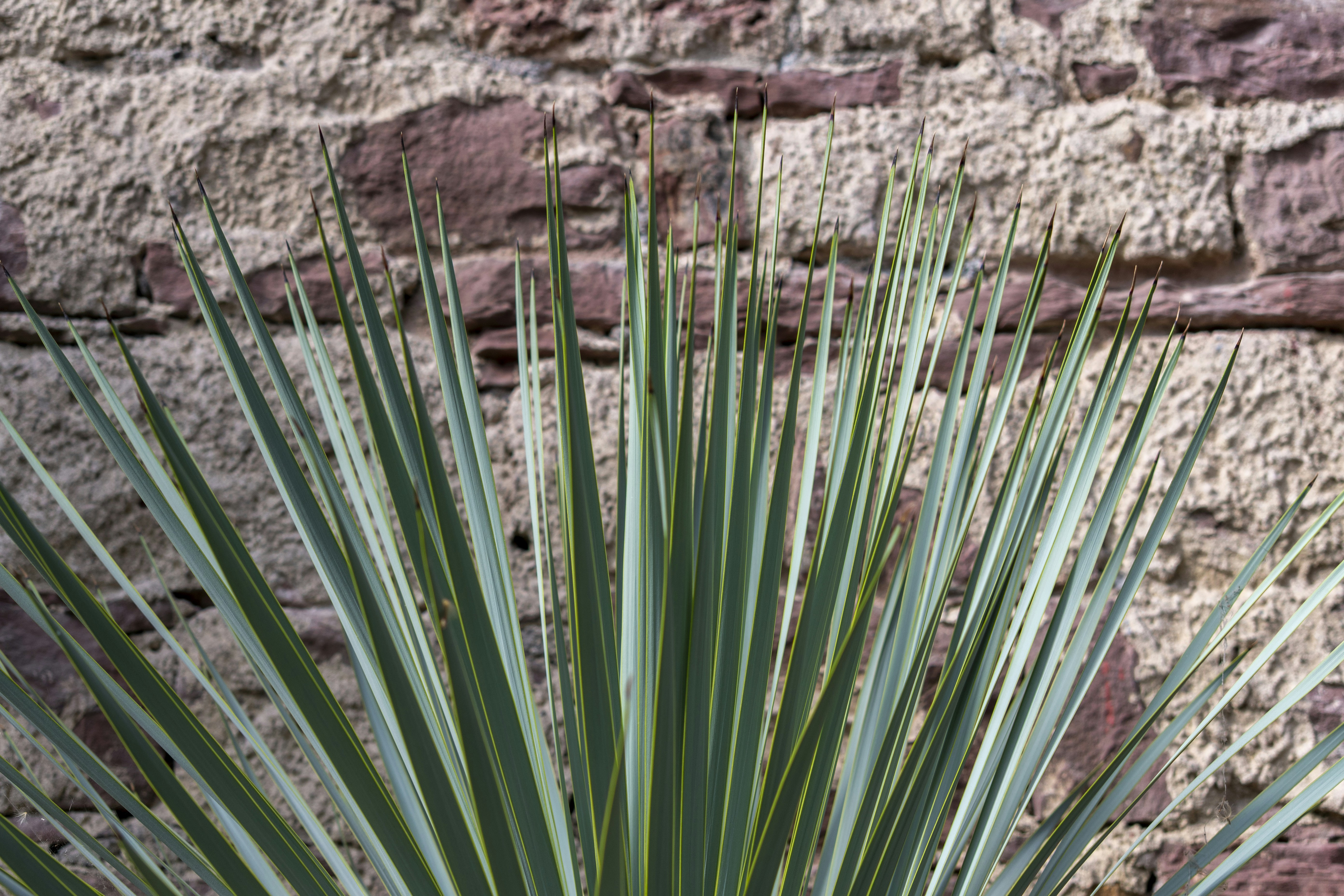 Spiky Green Flares Against a Weathered Brick Backdrop