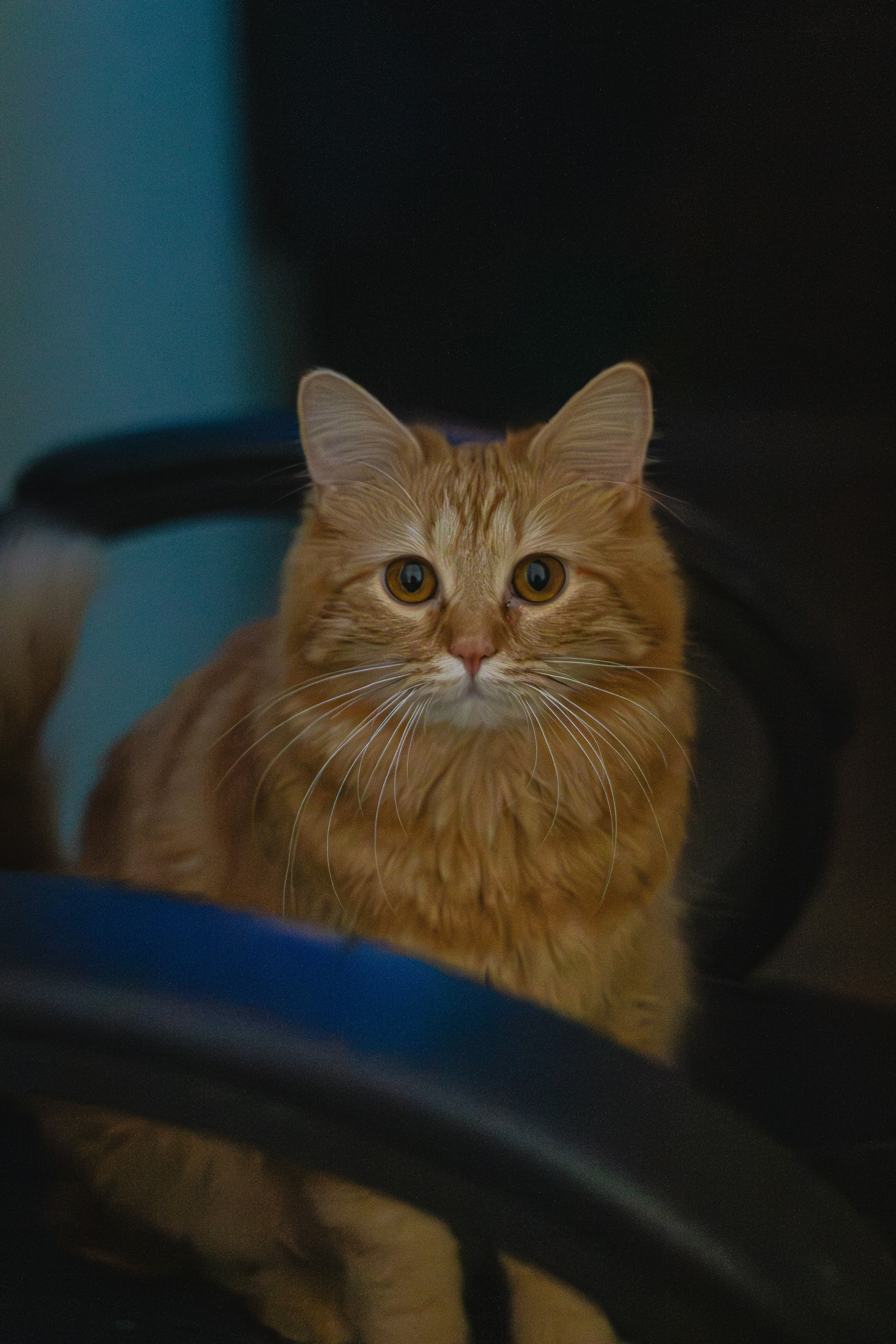 Amber gaze: a ginger cat centers the frame with patient curiosity