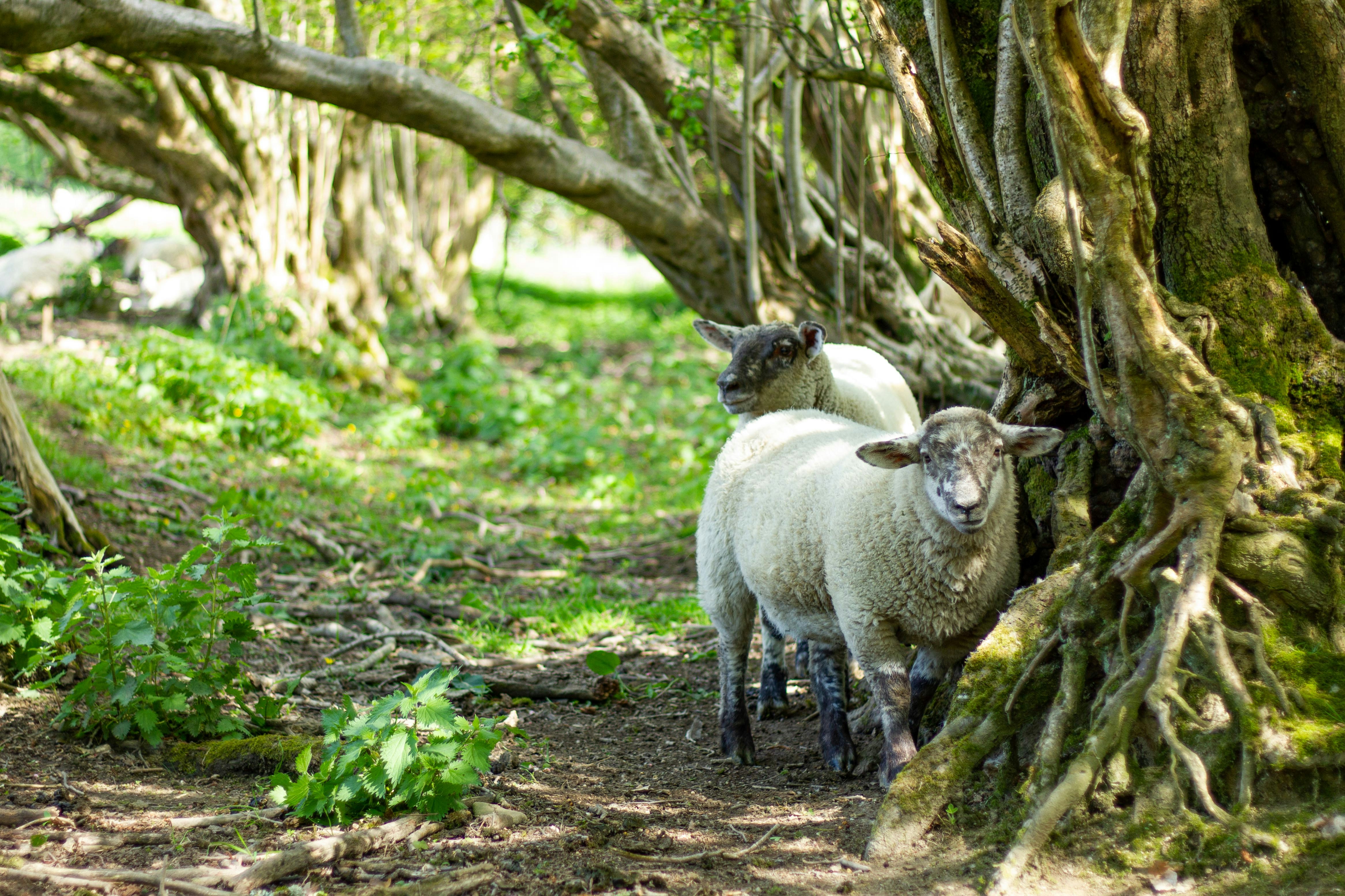 Gnarled Canopy and a Quiet Flock: Sheep Pause on a Sunlit Woodland Path