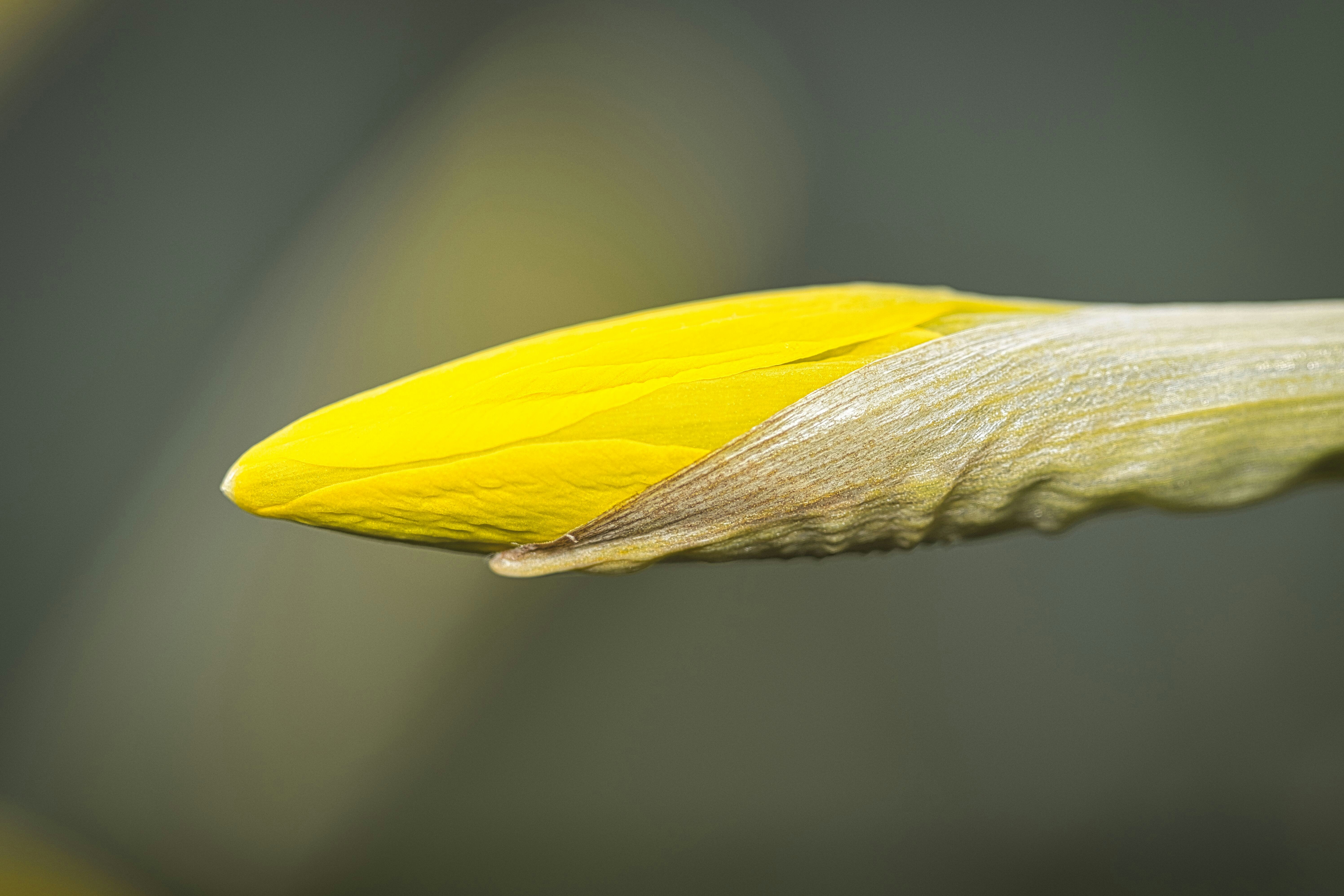 Edge of Light: A Macro Portrait of a Yellow Petal