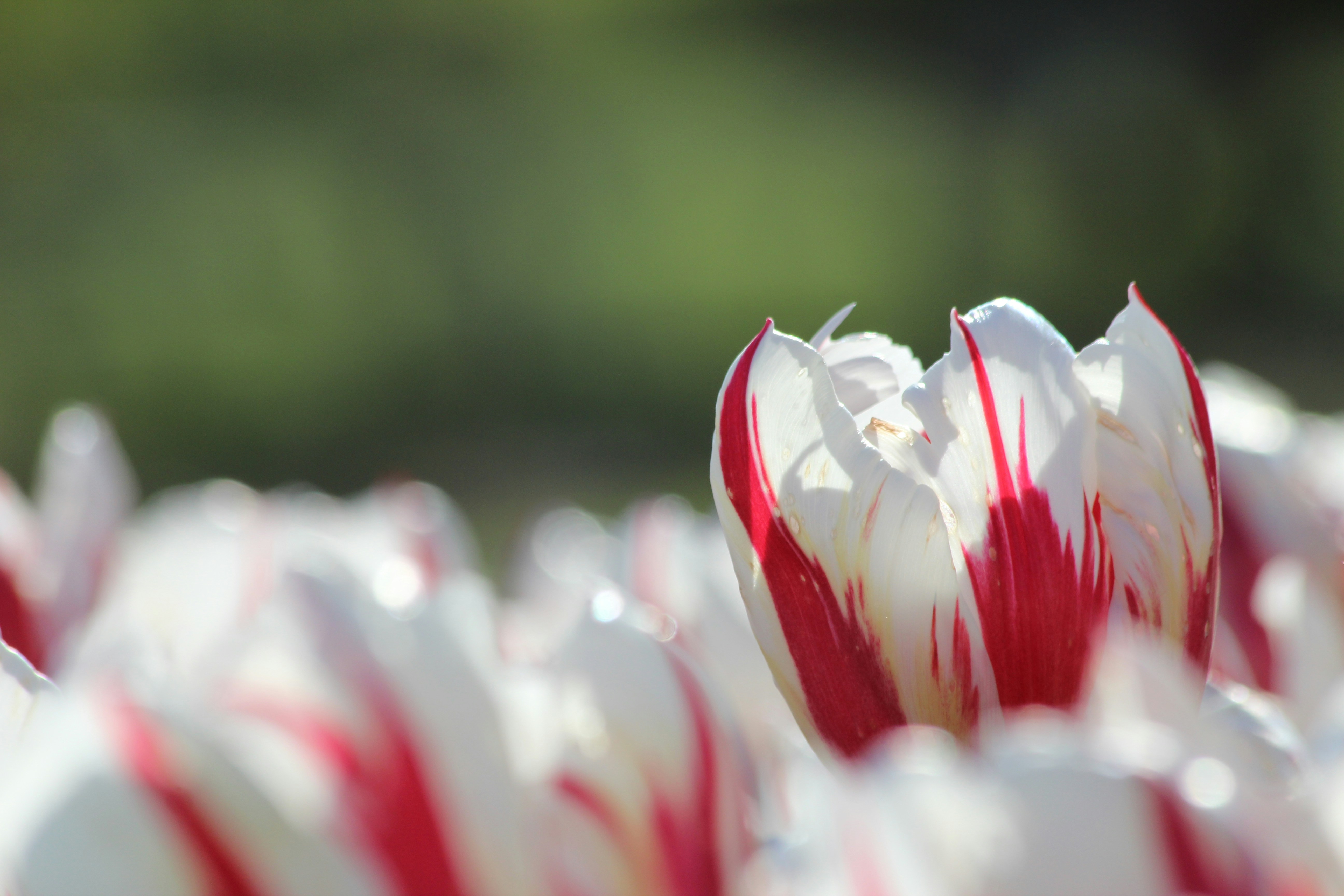 Crimson-Edged Tulip Rising Above a Sea of White