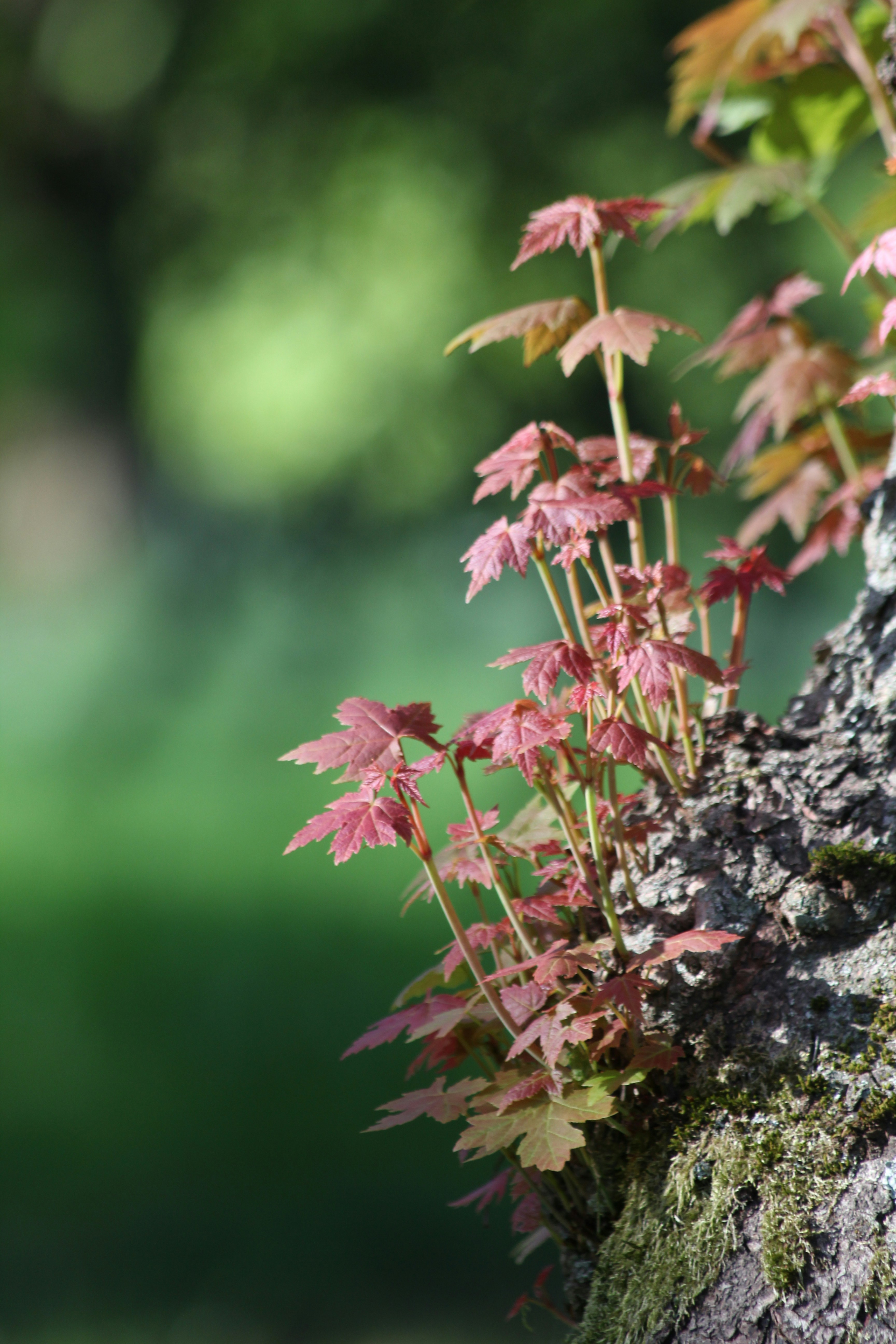 Emerald Oak's Crimson Crest: Leaves Clinging to a Mossy Trunk