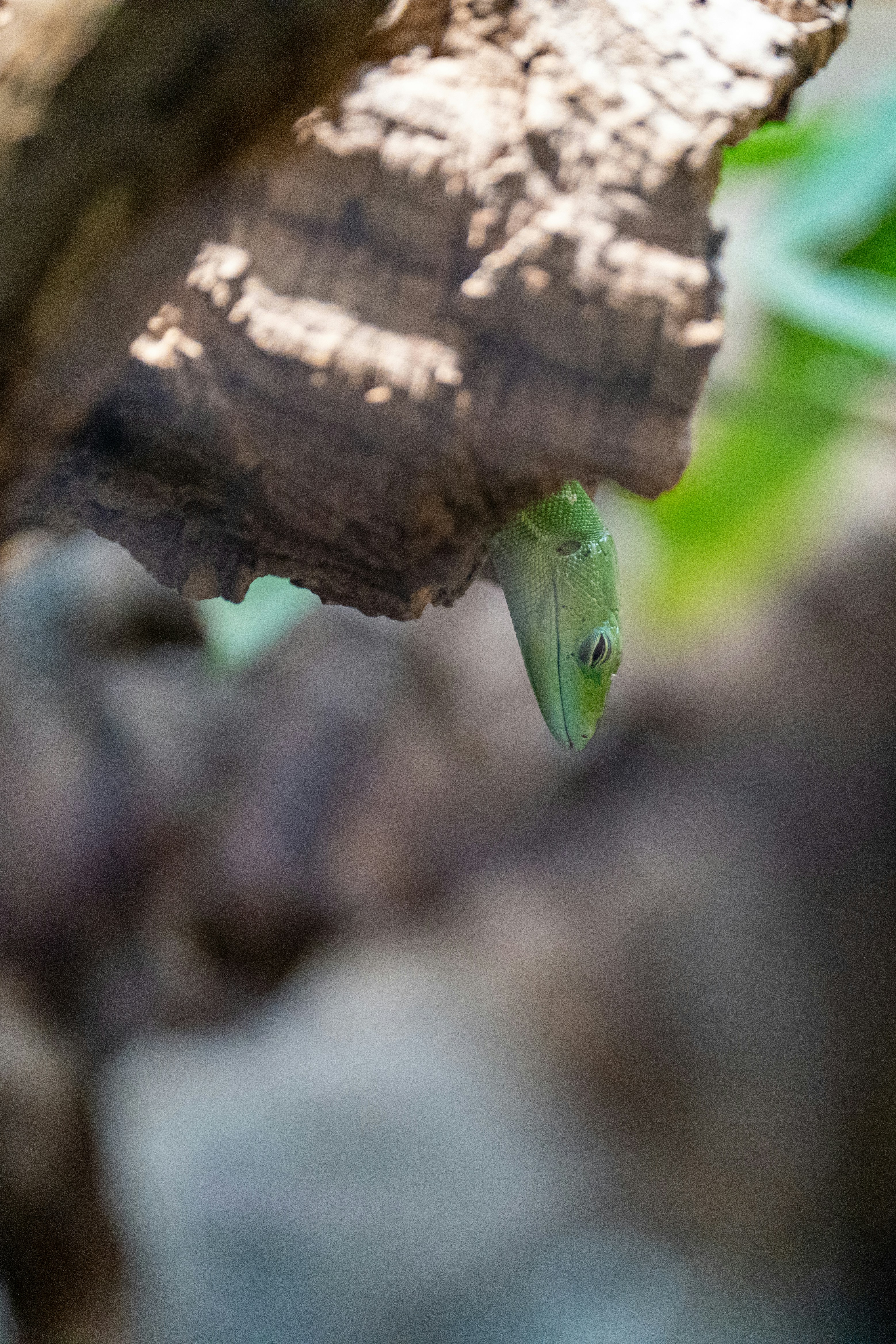 Emerald Gaze Beneath the Bark: Hidden Green Snake