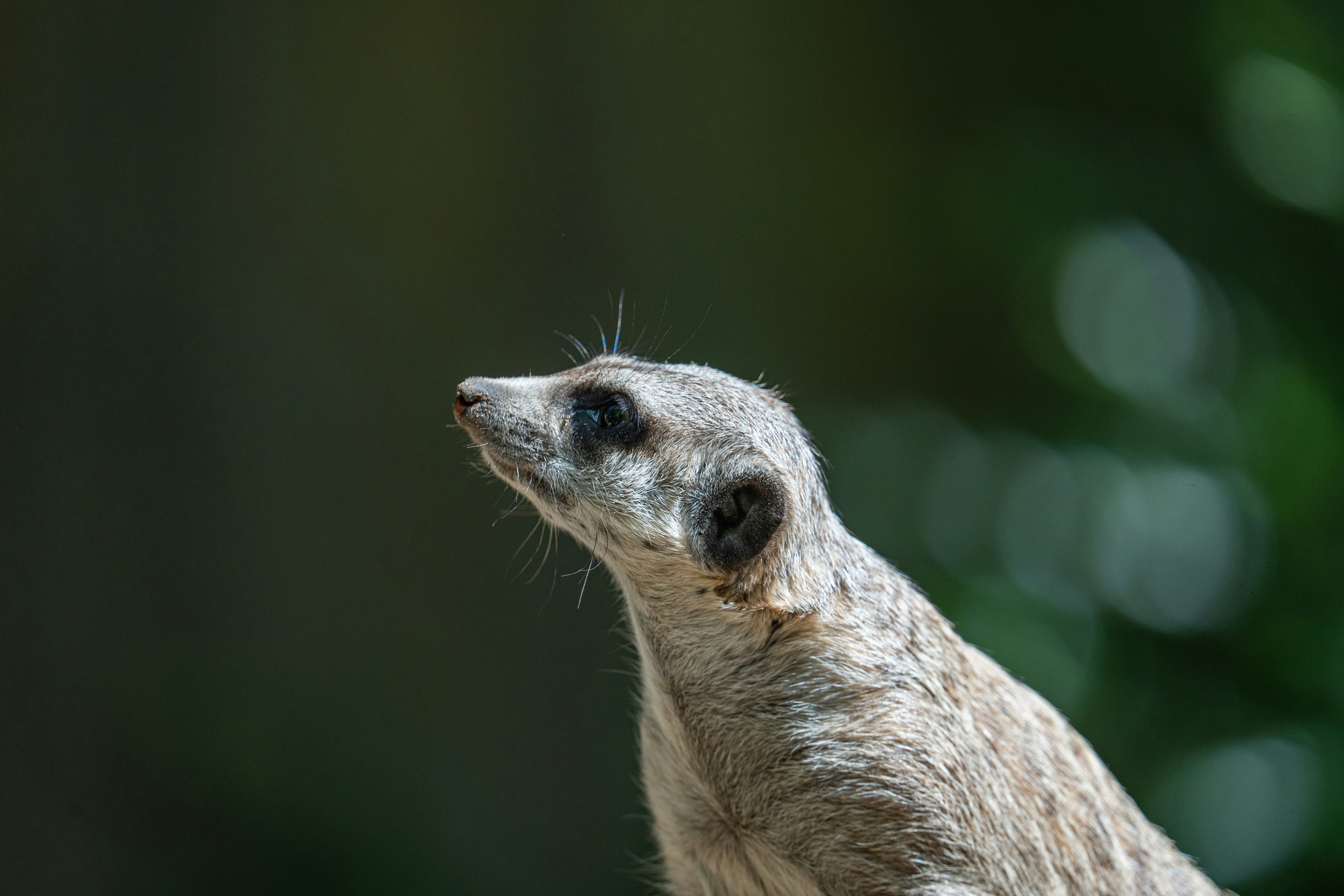 A meerkat stands up, looking toward the sky. photo – Free Animal Image ...