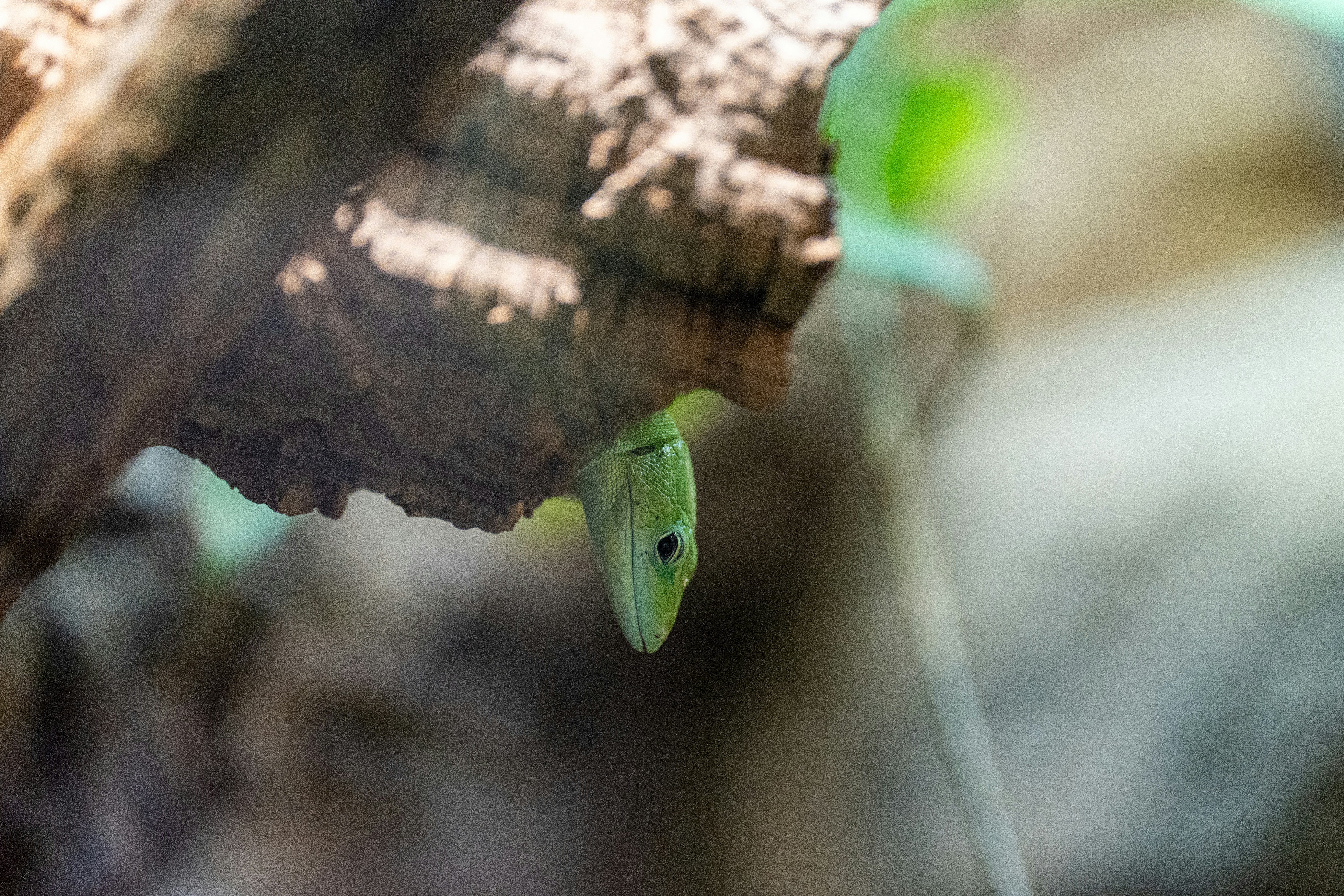 Photo by Robert Schwarz with Sony Alpha 7C II