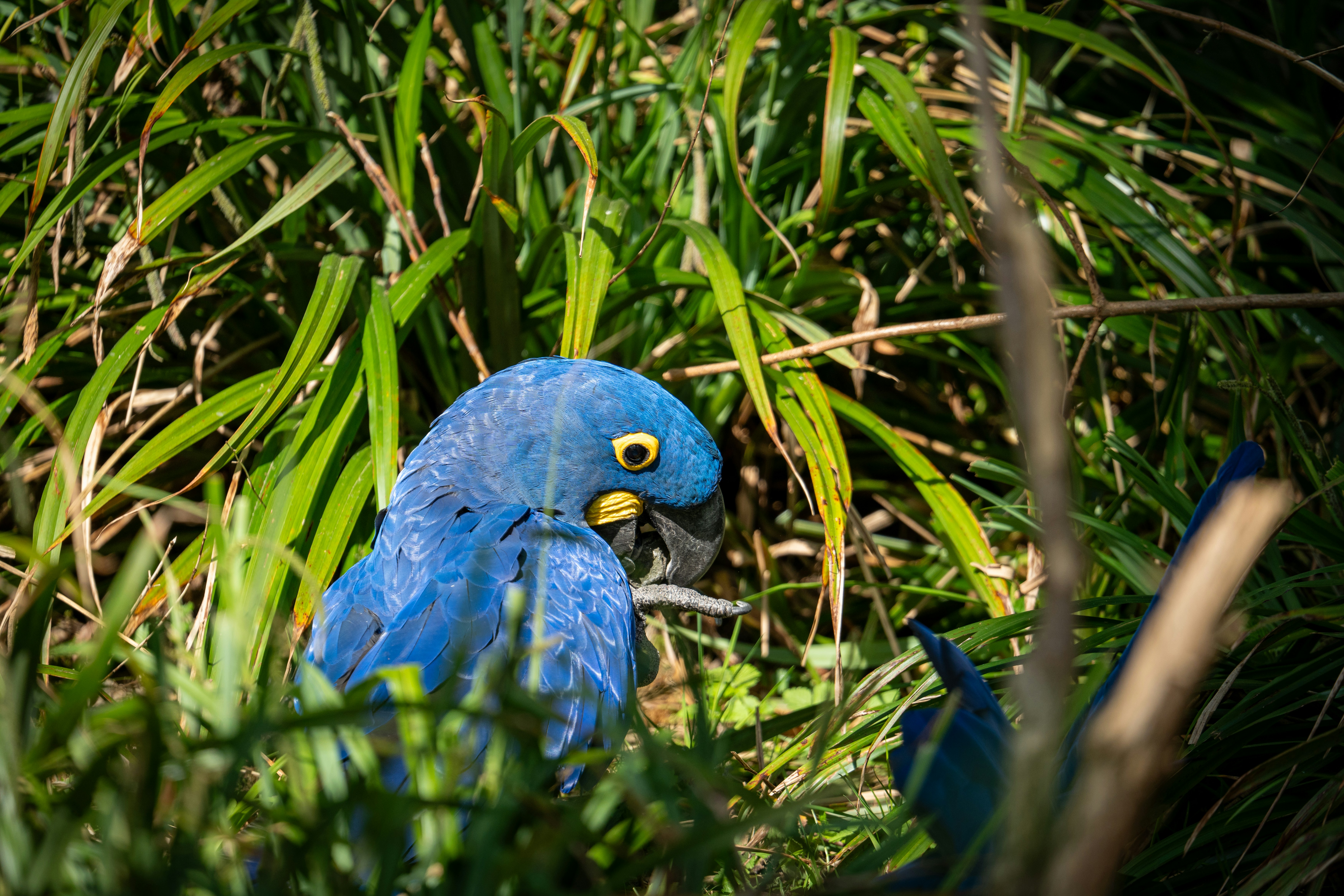 Blue Macaw in a Veil of Green: A Quiet Gaze Among Leaves