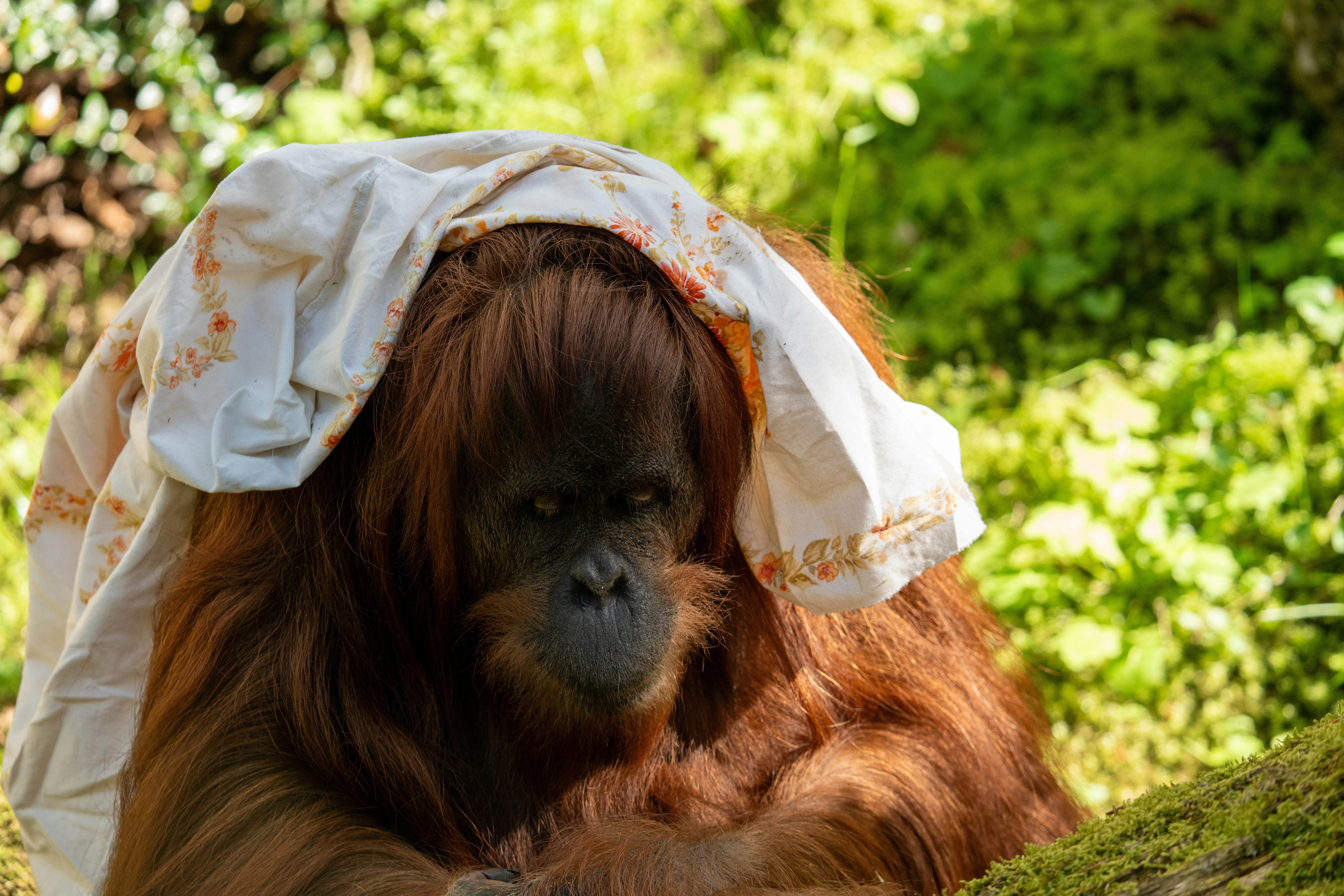 Linen Canopy: A Quiet Orangutan in Dappled Green Light