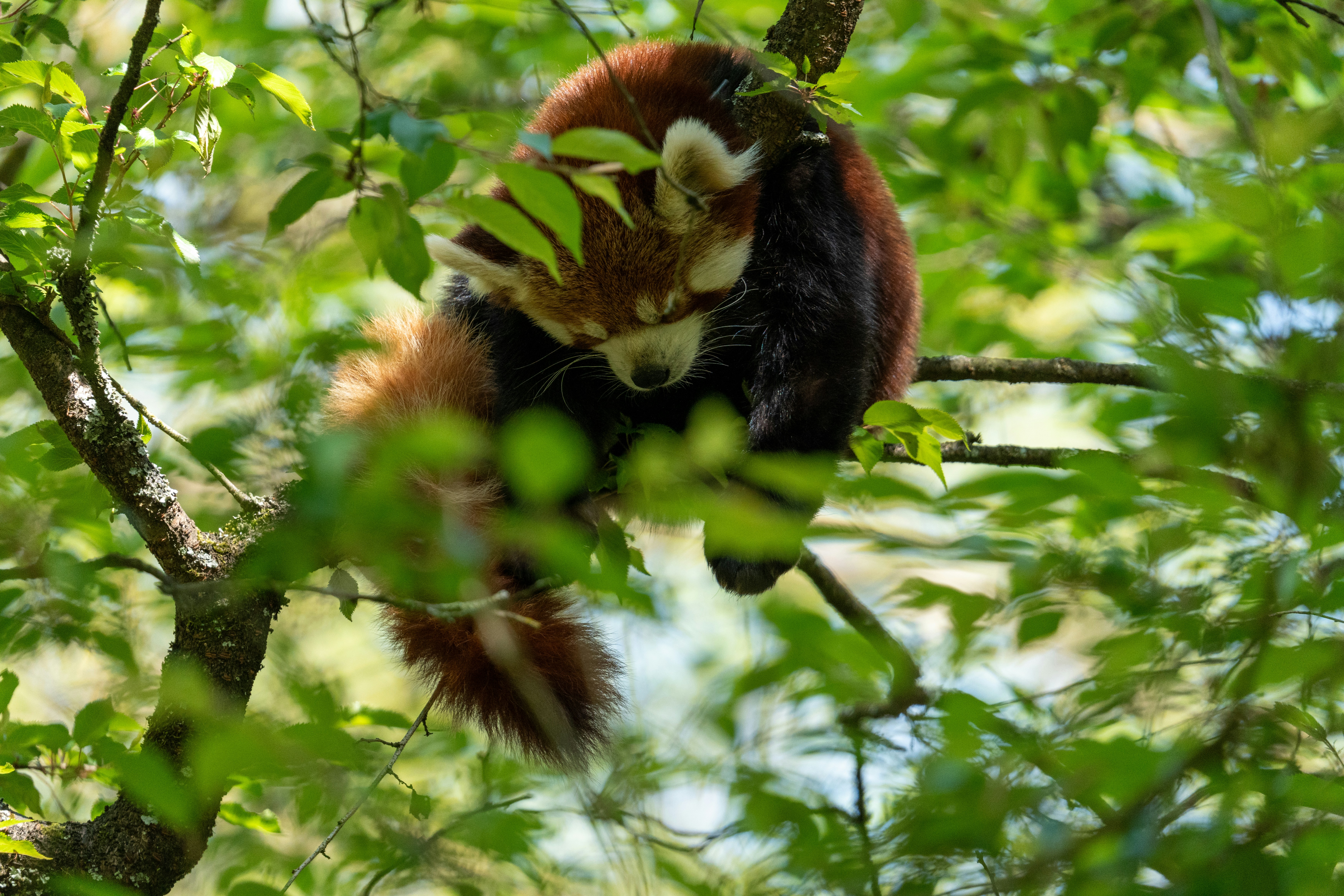 Dozing in the Green Canopy: A Red Panda's Quiet Moment