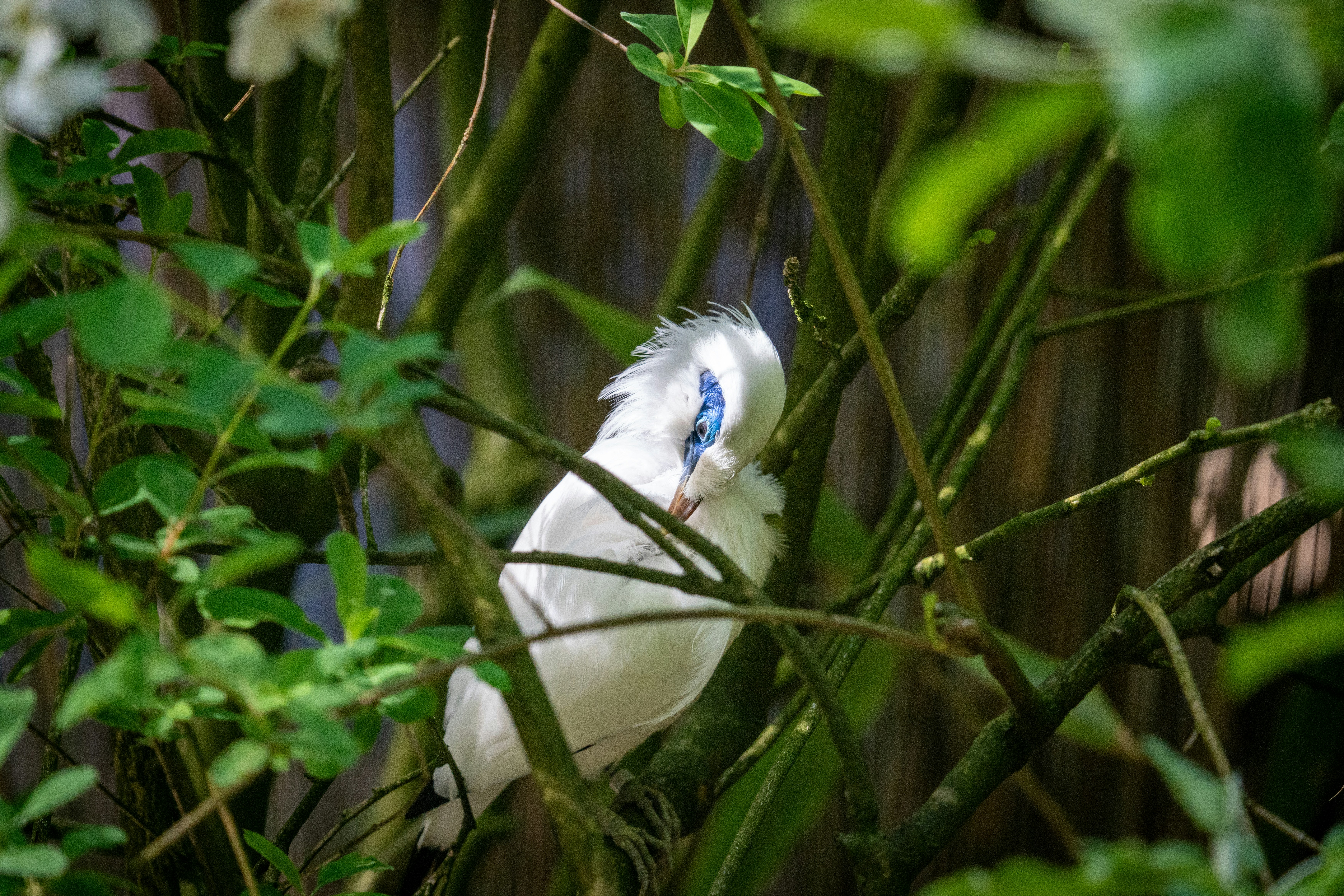 Verdant Lattice: A White Egret Paused Among Green Tendrils