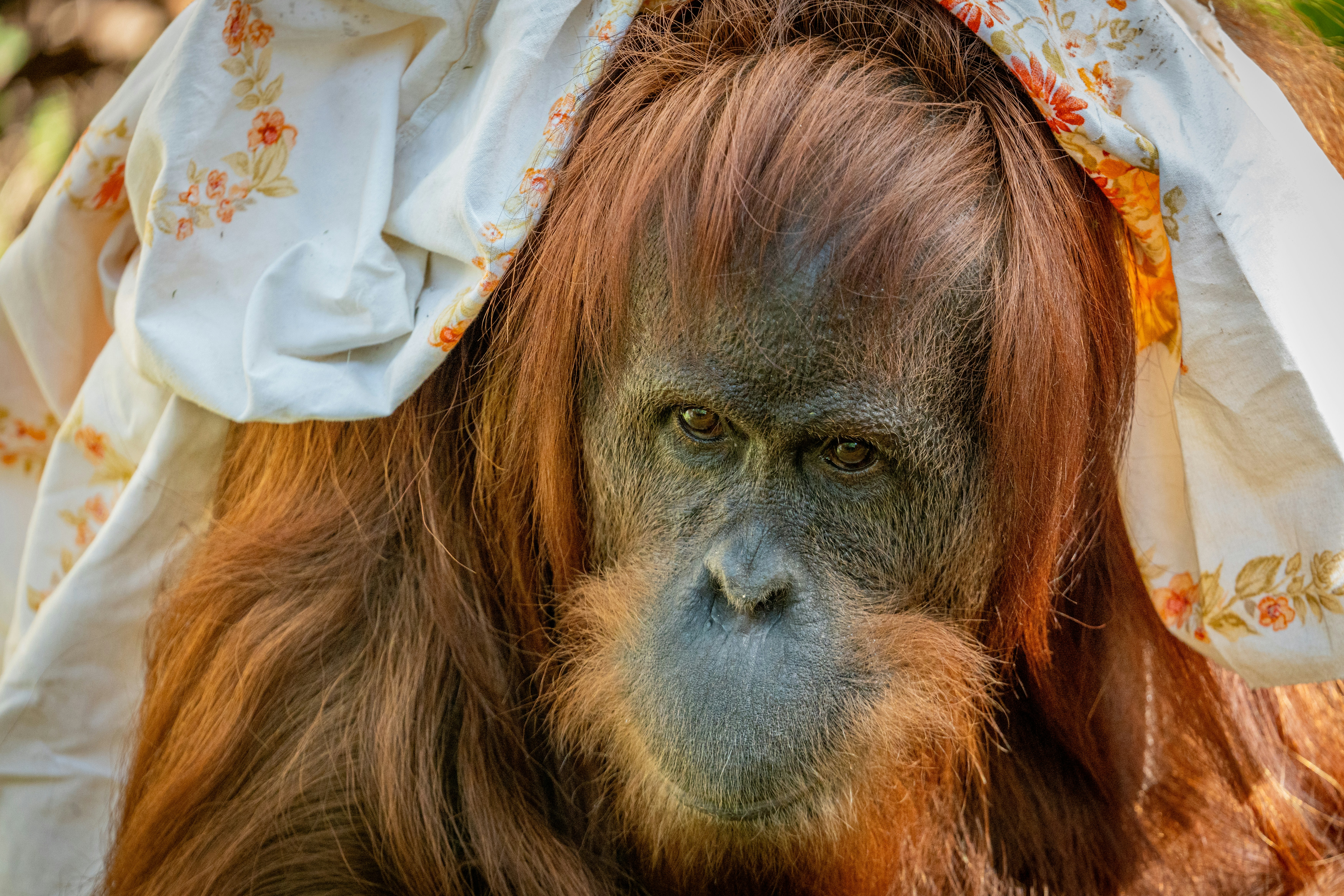 Emerald Gaze: Orangutan Beneath Floral Drapes